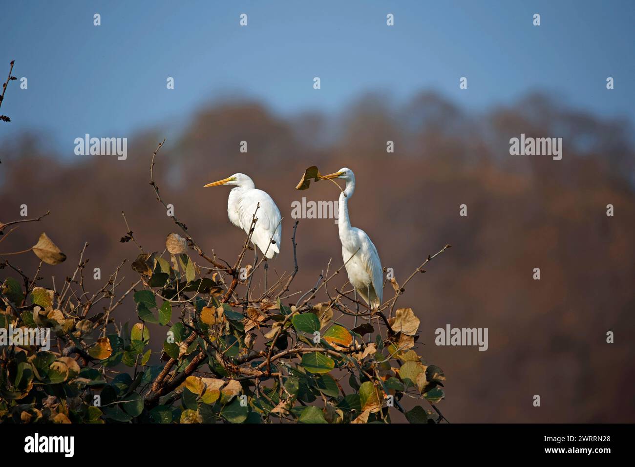 Birds in ranthambore hi-res stock photography and images - Alamy