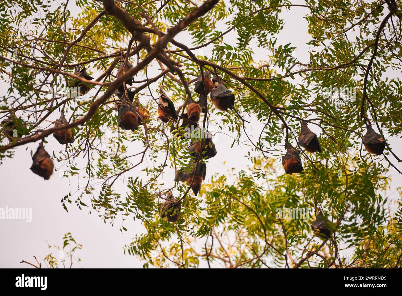 Mysterious bats covered with their wings and hunkered down on green ...