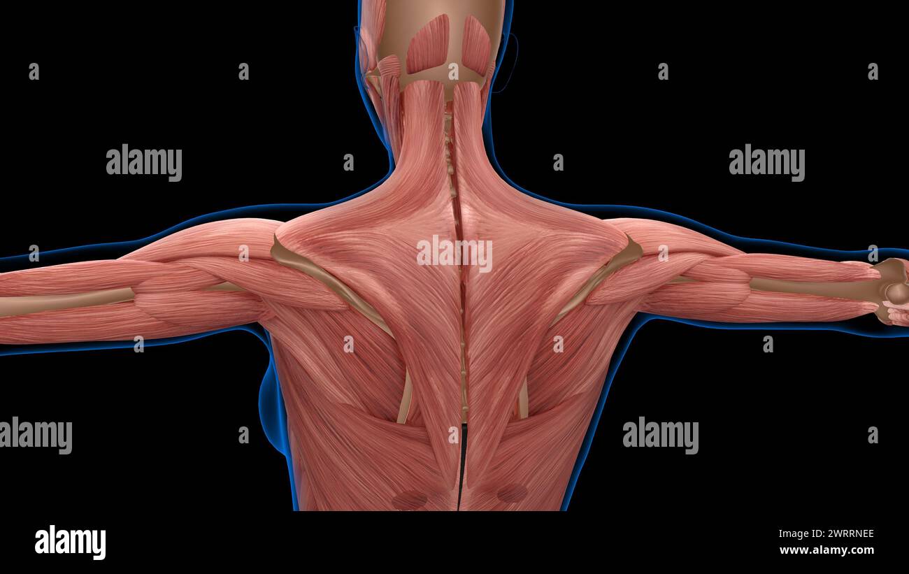 human female muscle anatomy for medical concept 3d illustration Stock ...