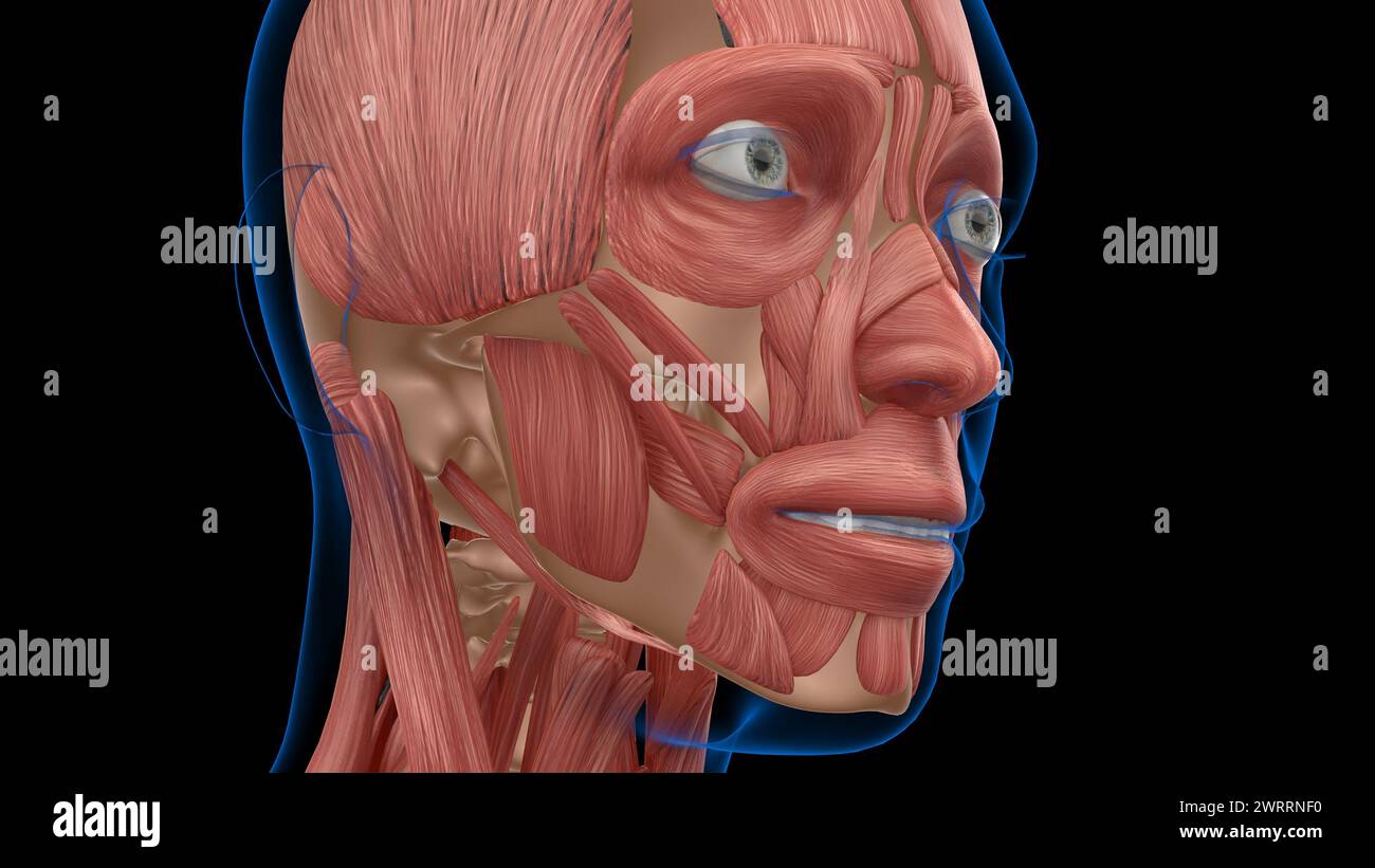 human female muscle anatomy for medical concept 3d illustration Stock ...
