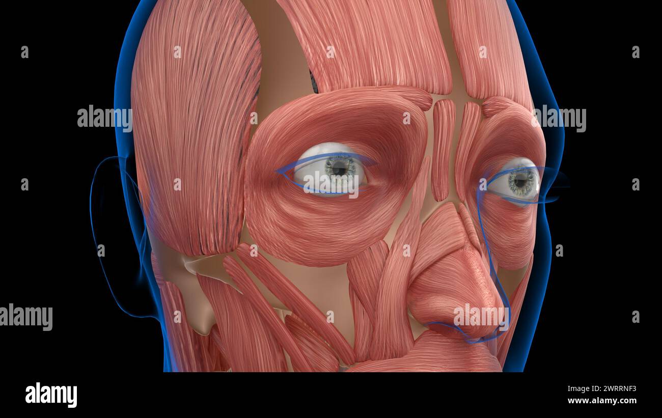 human female muscle anatomy for medical concept 3d illustration Stock ...