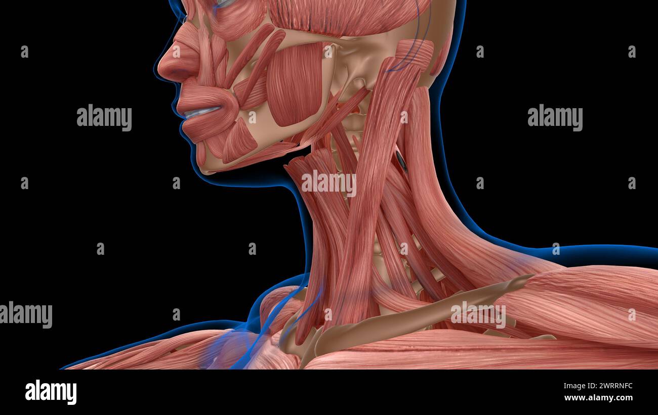 human female muscle anatomy for medical concept 3d illustration Stock ...
