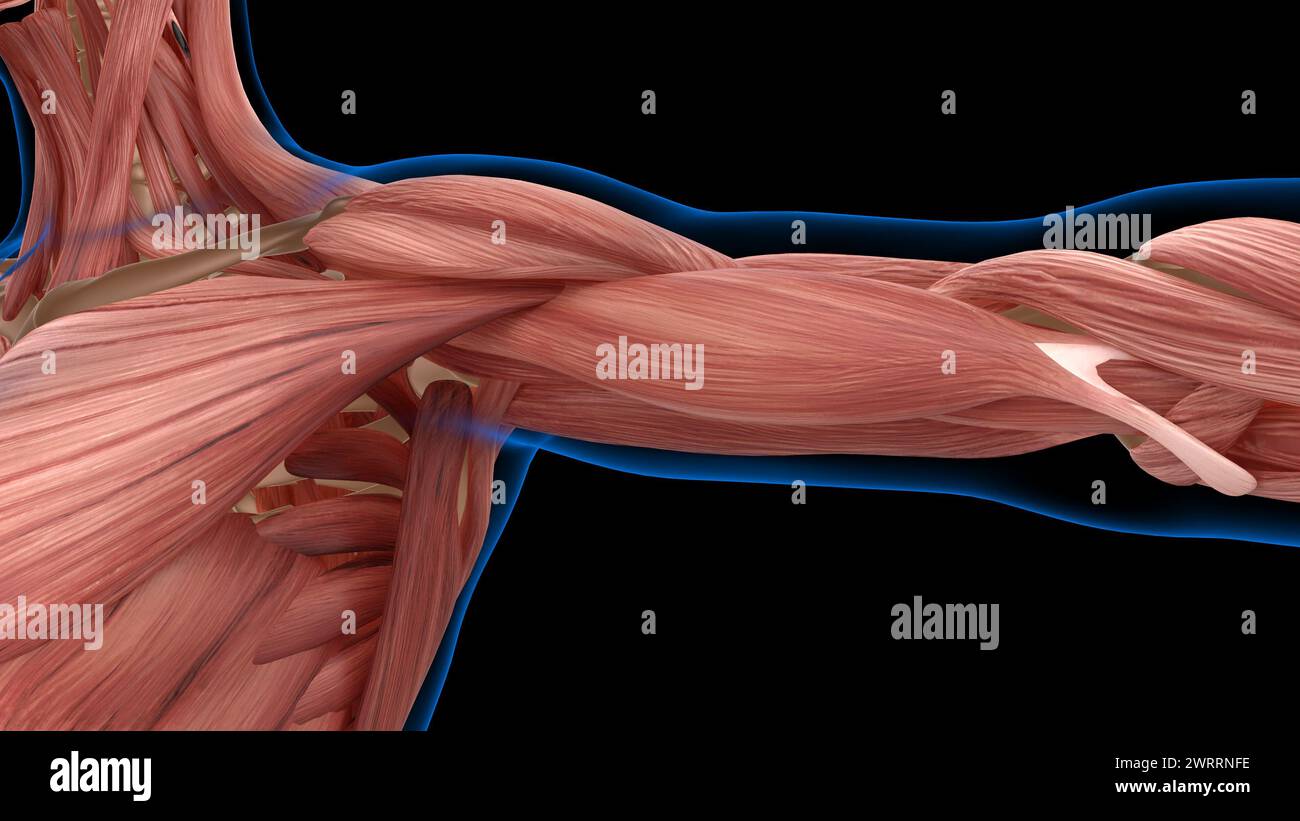 human female muscle anatomy for medical concept 3d illustration Stock ...