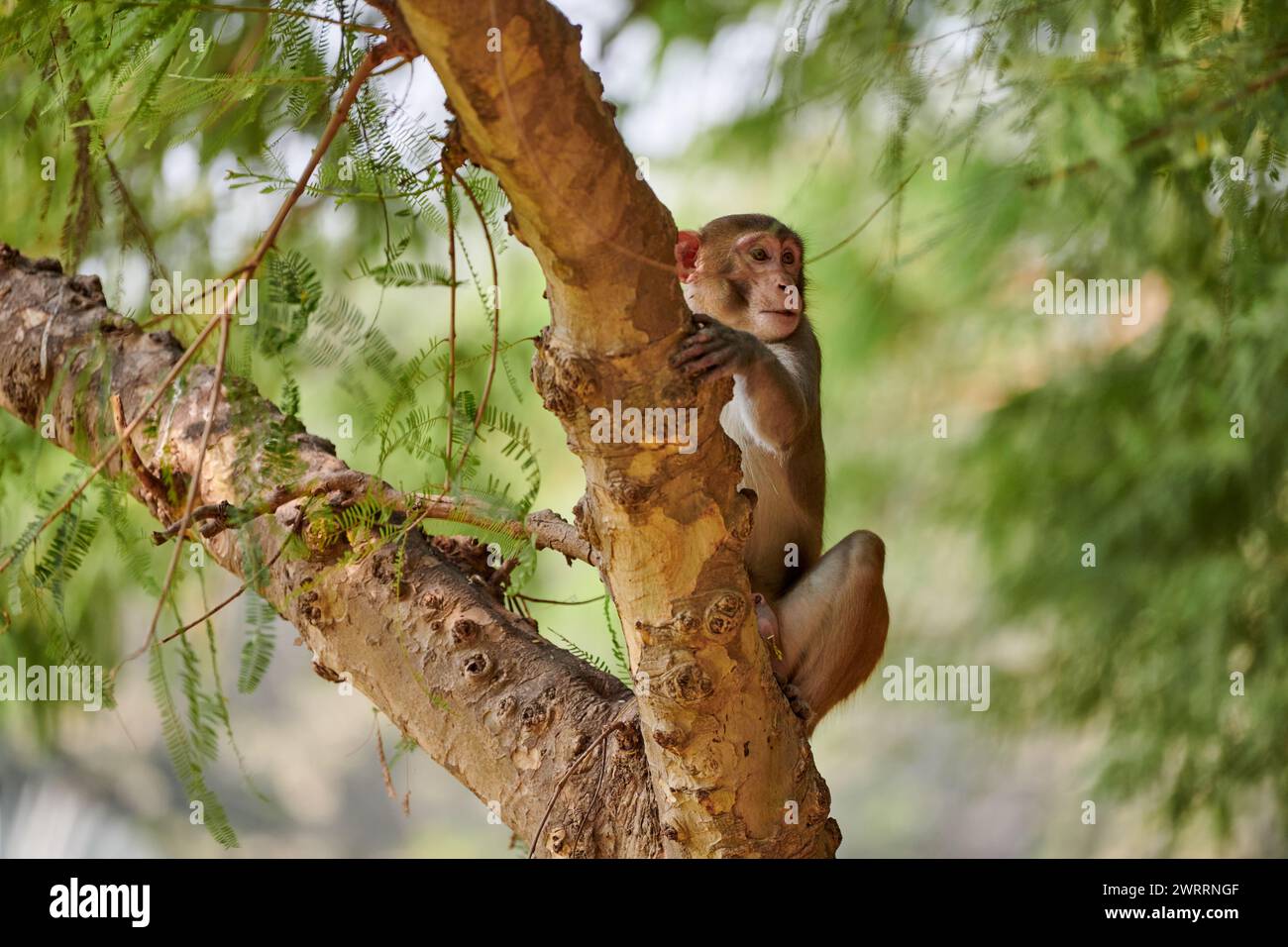 Cute little monkey sits on tree trunk in public indian park against ...