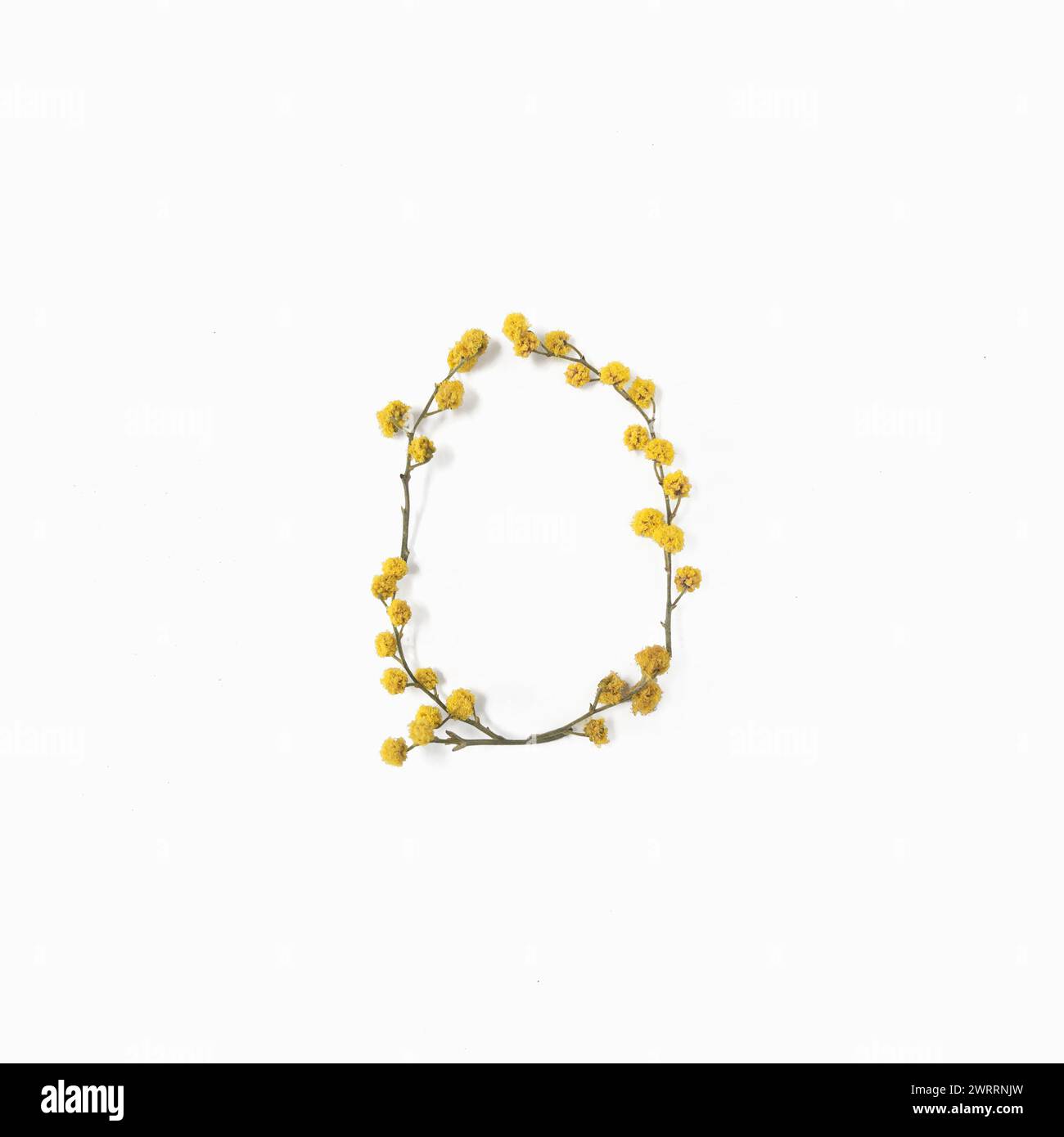 Flower letters. Letter O made from flowers mimosa yellow. Minimalism ...
