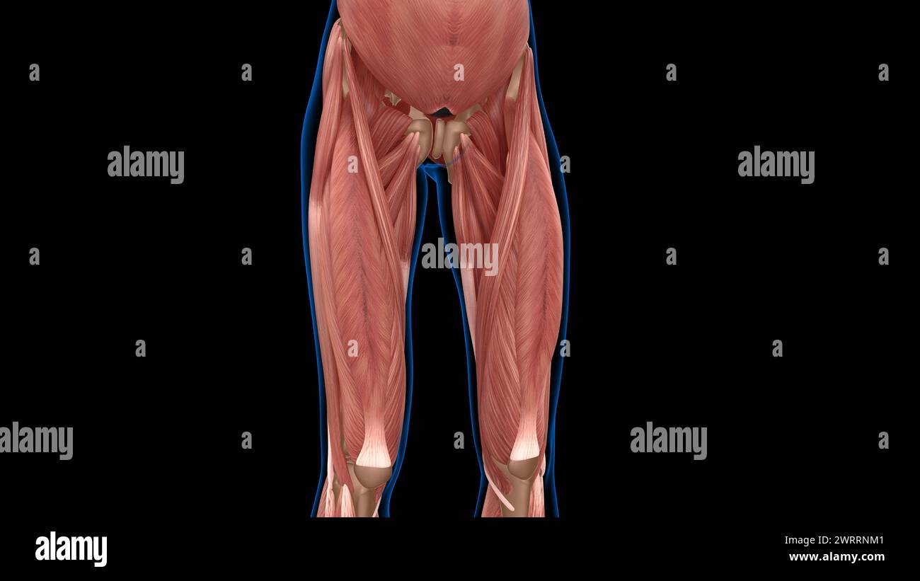 human female muscle anatomy for medical concept 3d illustration Stock ...