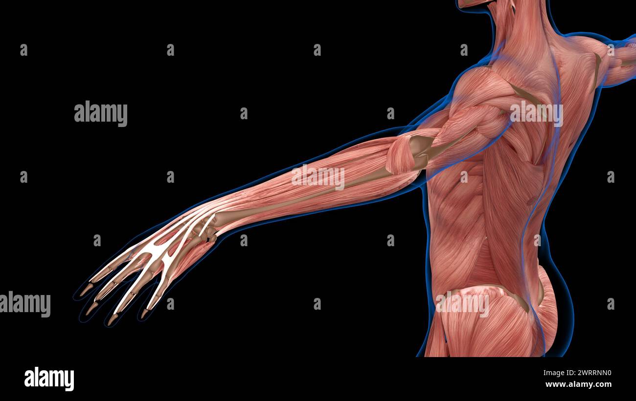 human female muscle anatomy for medical concept 3d illustration Stock ...