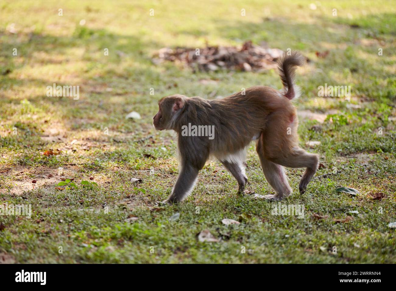 Cute little monkey walks on green lawn in Indian public park evoking ...