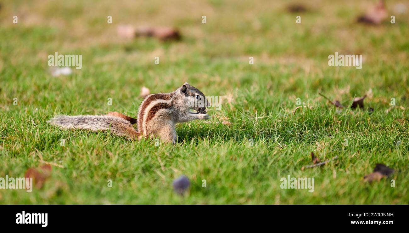 Charming little chipmunk sitting on green grass lawn and eats nuts ...