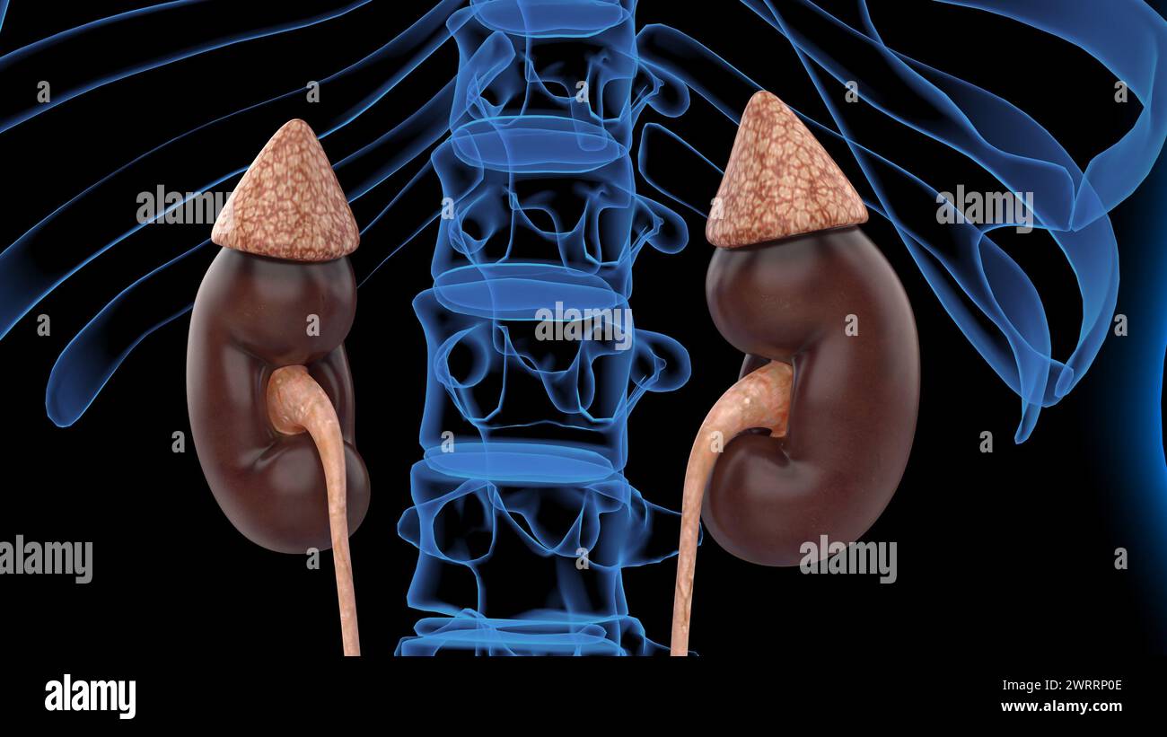 Human kidney anatomy for medical concept 3D illustration Stock Photo ...