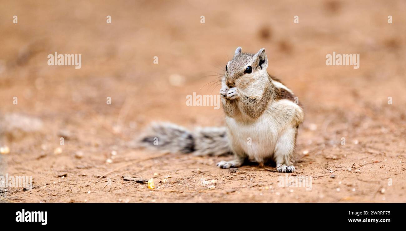 Cute little chipmunk sitting on ground and eats kernel of corn in green ...