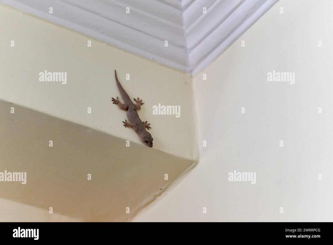 Small nimble gecko crawls on wall inside house, delicate feet of cute ...