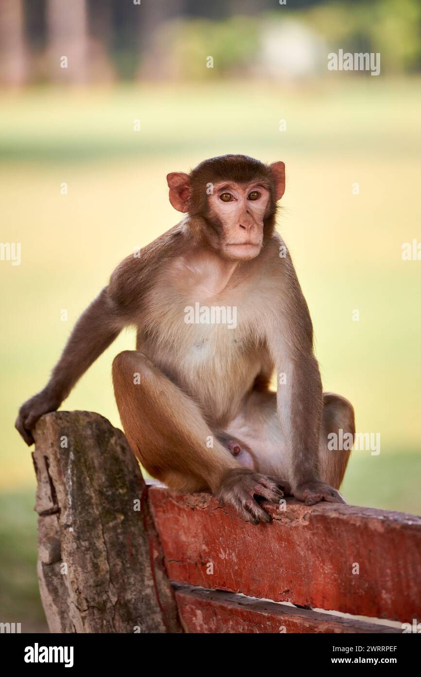 Cute little monkey sits on bench in public indian park against green ...