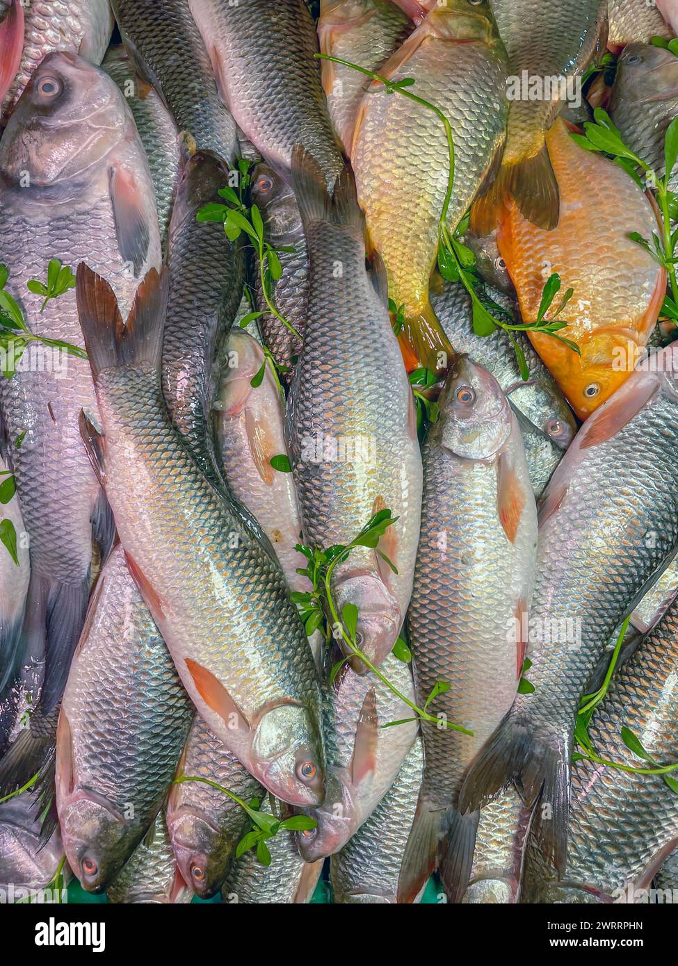 freshwater fish selling on local bazaar.this photo was taken from ...
