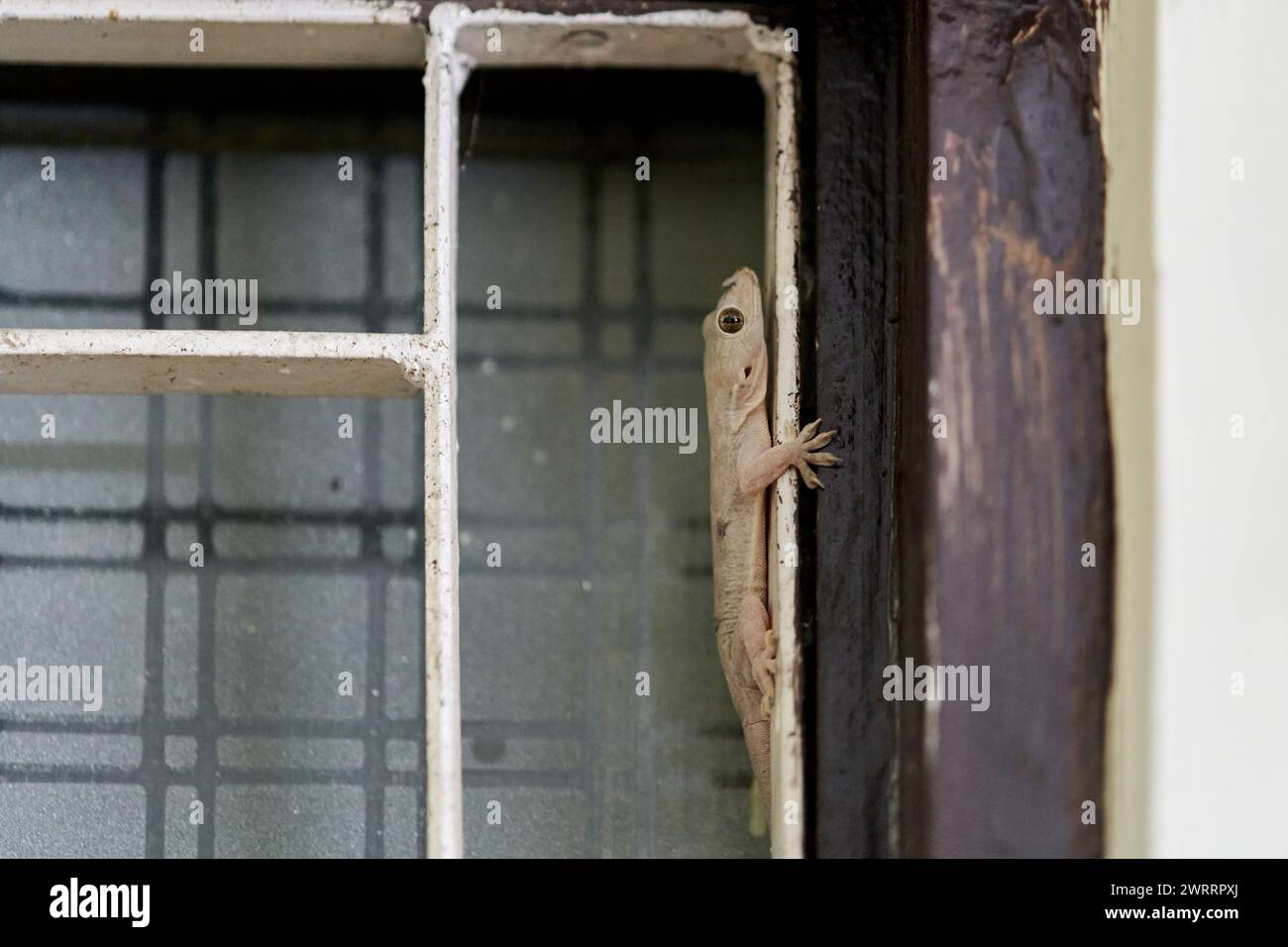 Small nimble gecko crawls on house window indoor, delicate feet of cute ...