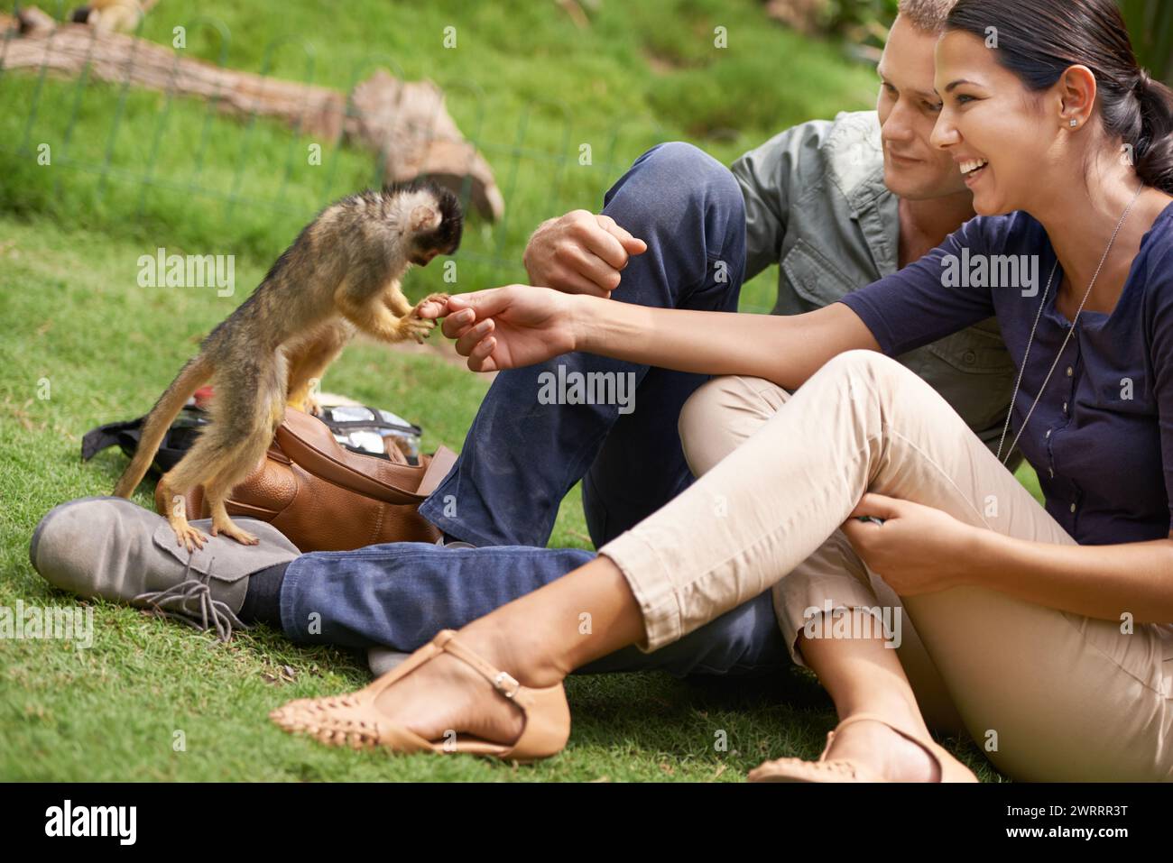 Nature, animal and monkey with couple together for wildlife rescue ...