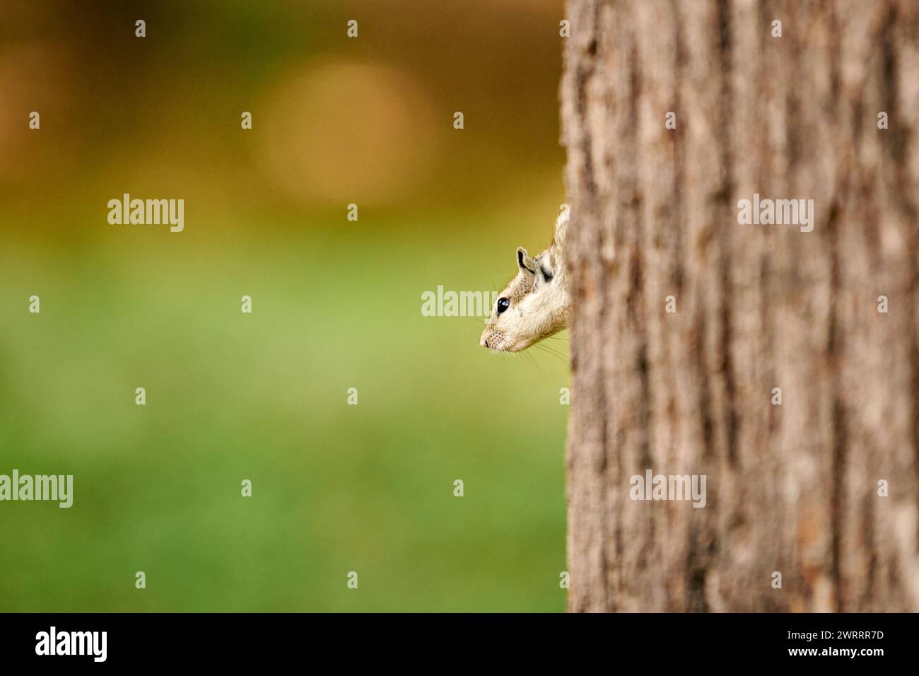 Cute little chipmunk peeking out from behind tree trunk, green park ...