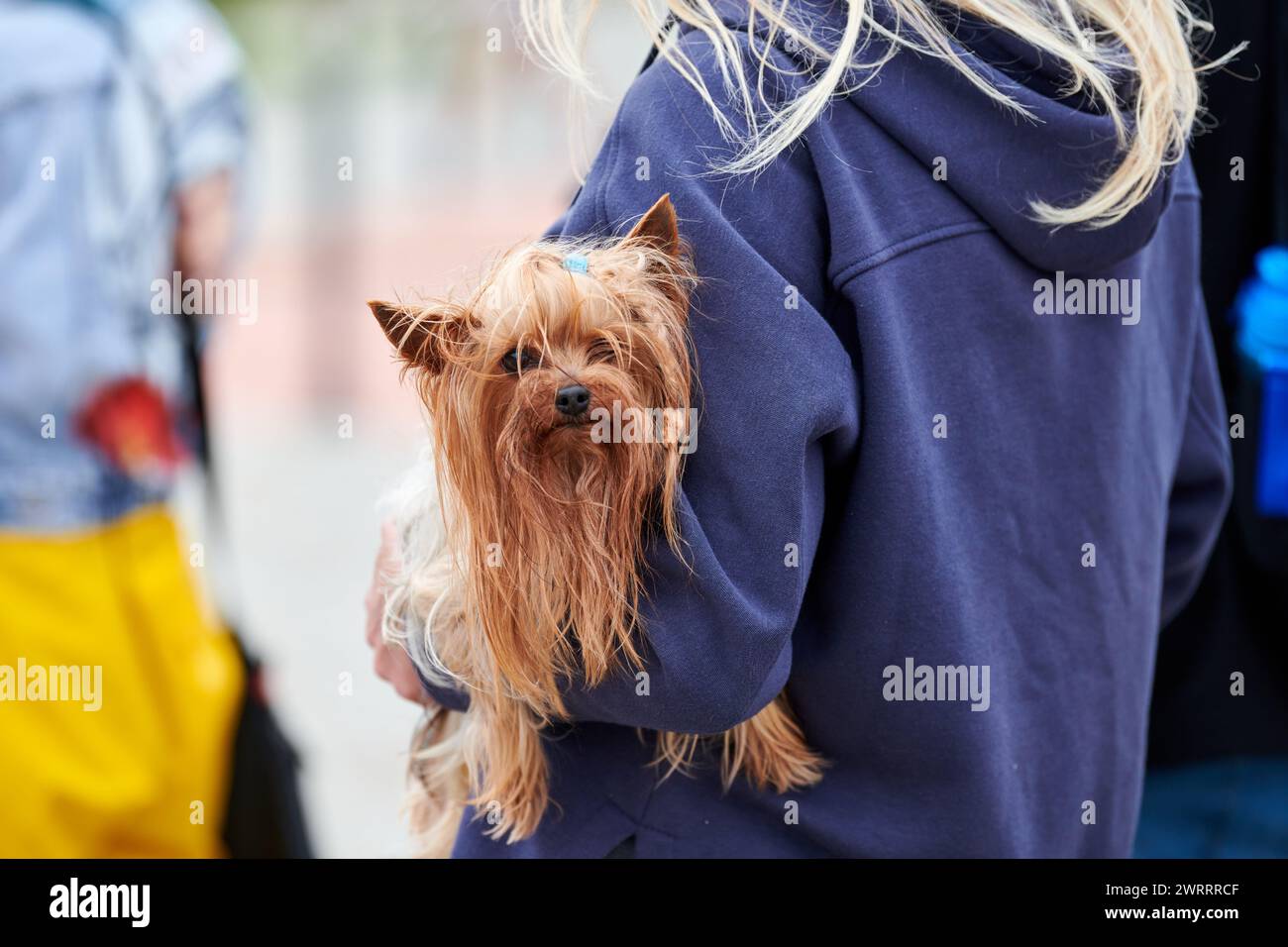 Miniature long haired yorkie hi-res stock photography and images - Alamy