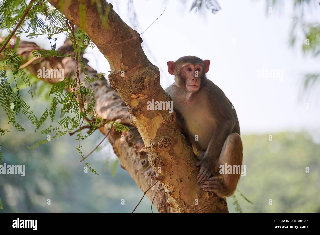 Cute little monkey sits on tree trunk in public indian park against ...