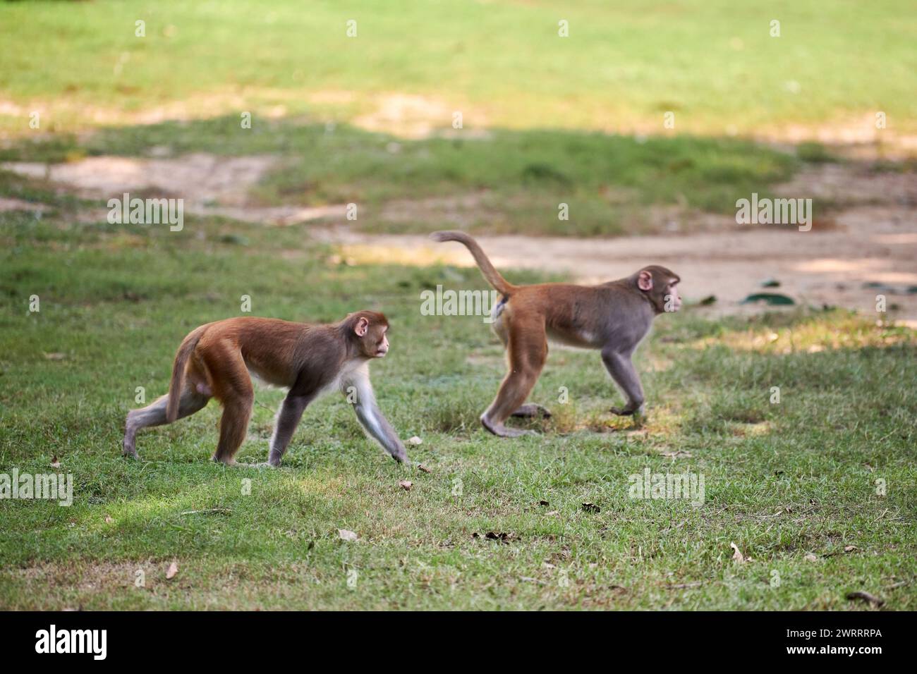 Two cute little monkeys walks on green lawn in Indian public park ...