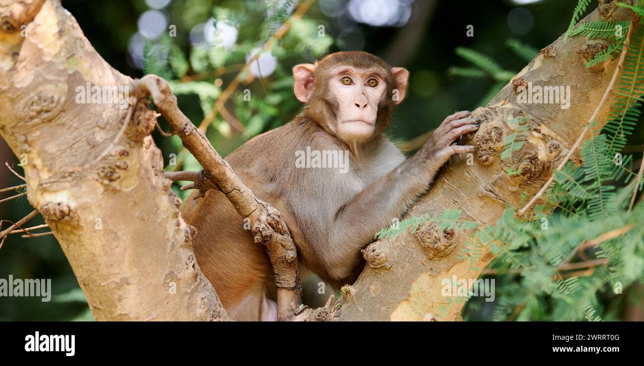Cute little monkey sits on tree trunk in public indian park against ...