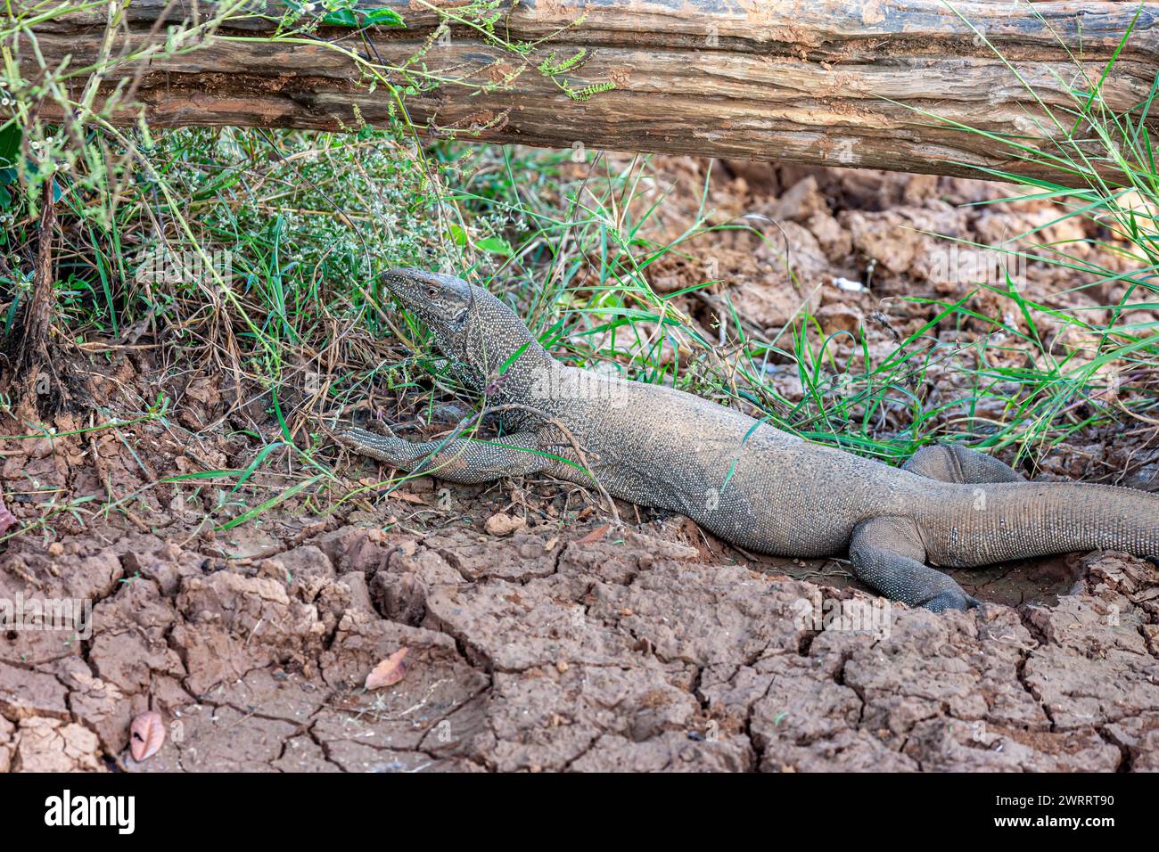 Sri Lanka, Uda Walawe National Park, Asian Water Monitor Lizard ...