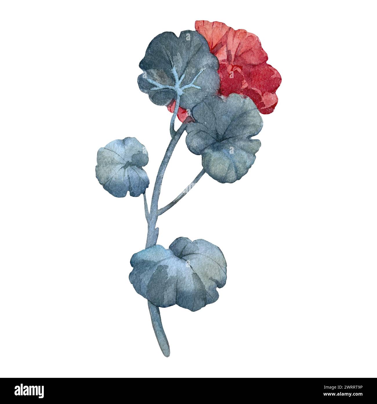 Red geranium flowers isolated on white background. Hand painted in ...