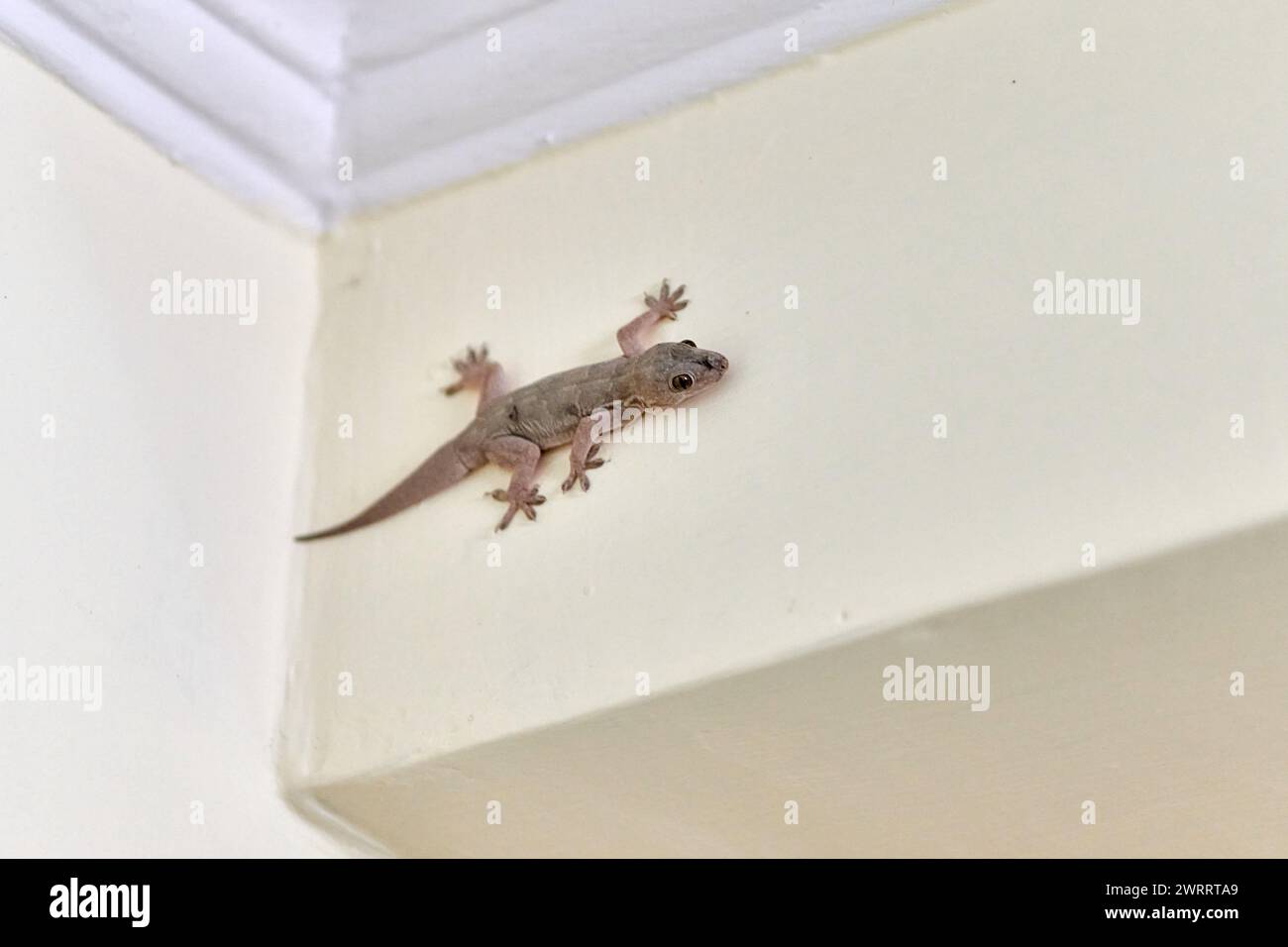 Small nimble gecko crawls on wall inside house, delicate feet of cute ...