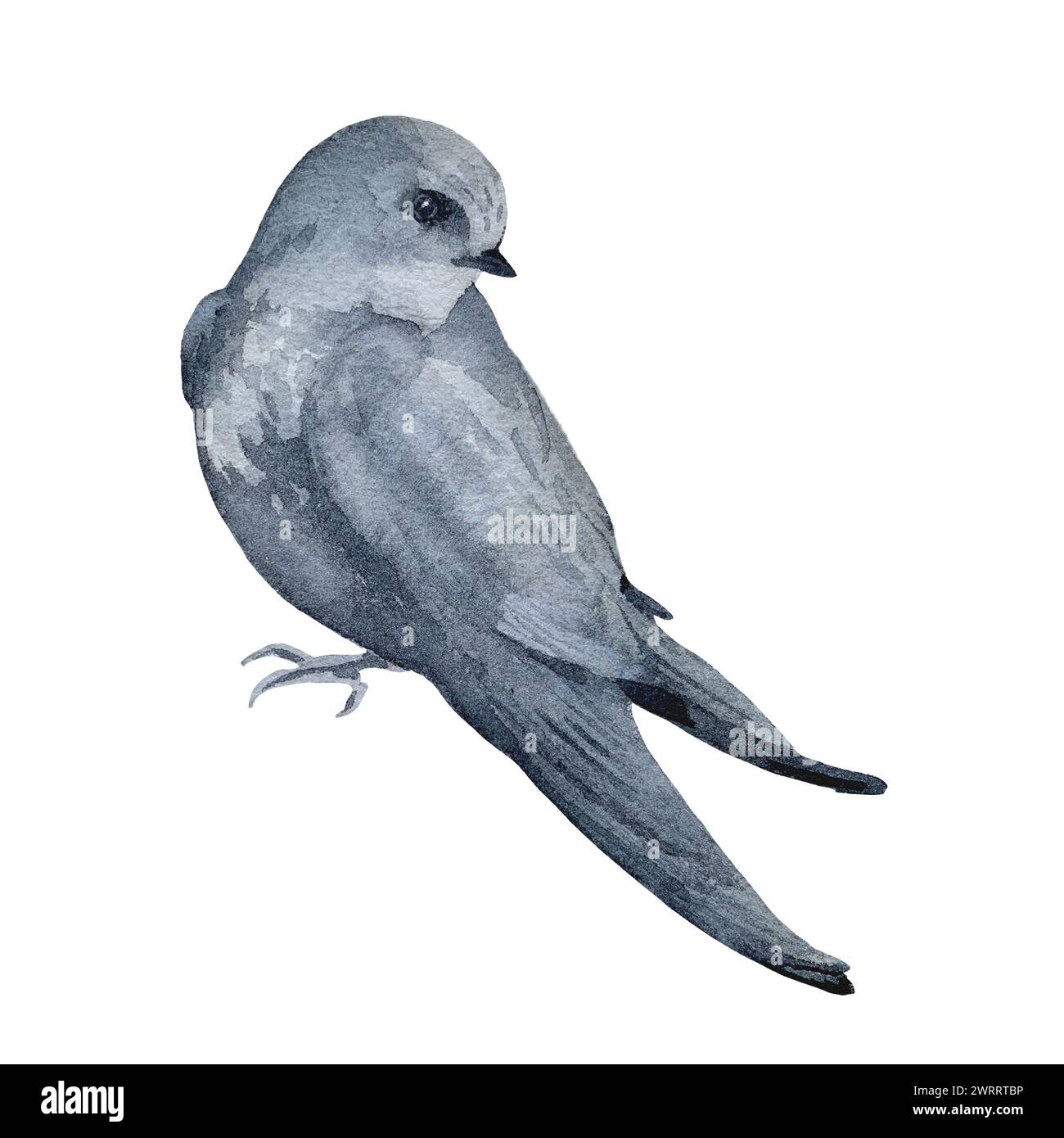 Swift bird isolated on white background. Hand drawn watercolor ...