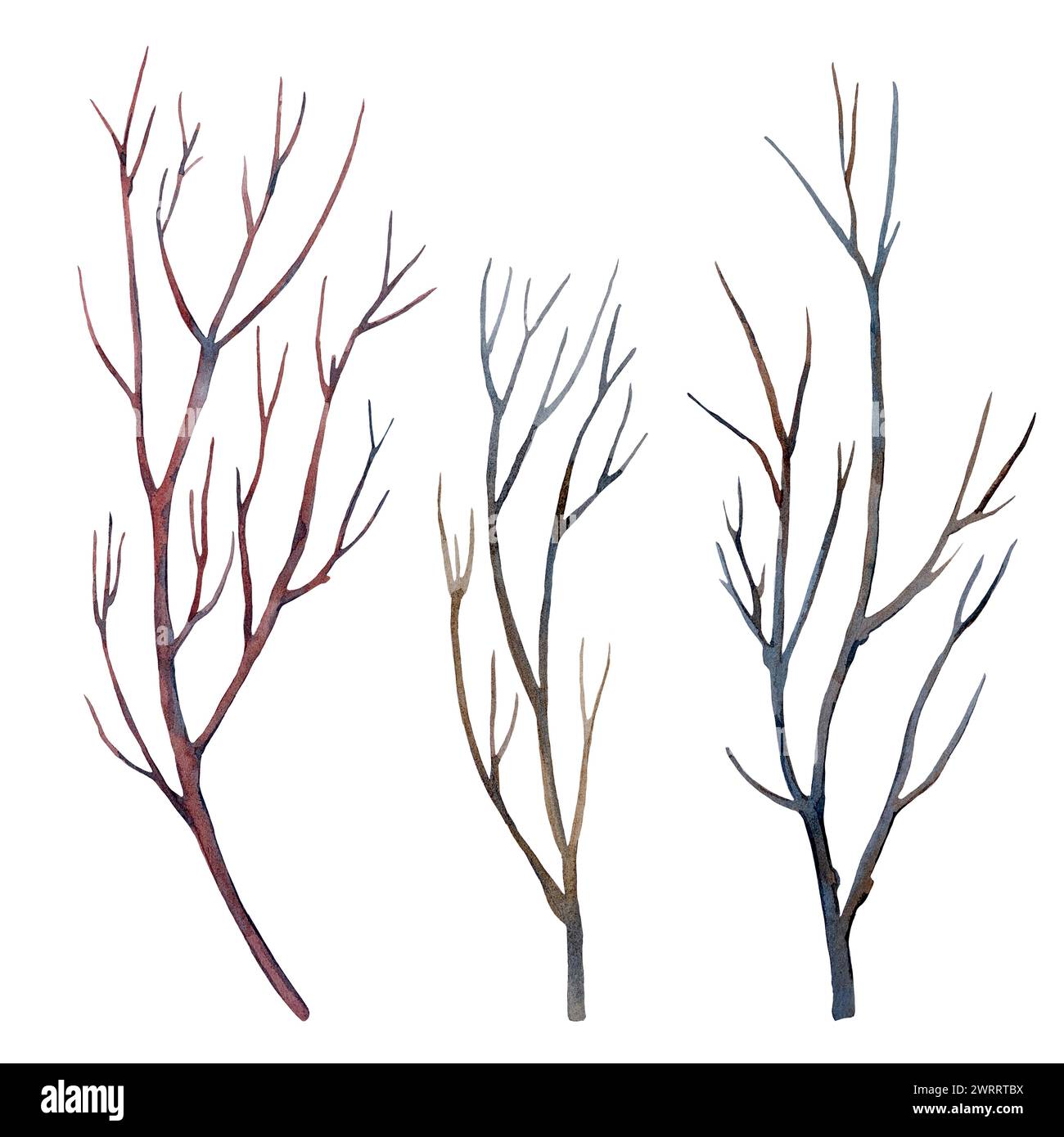 Set with illustration of tree branches isolated on a white background ...