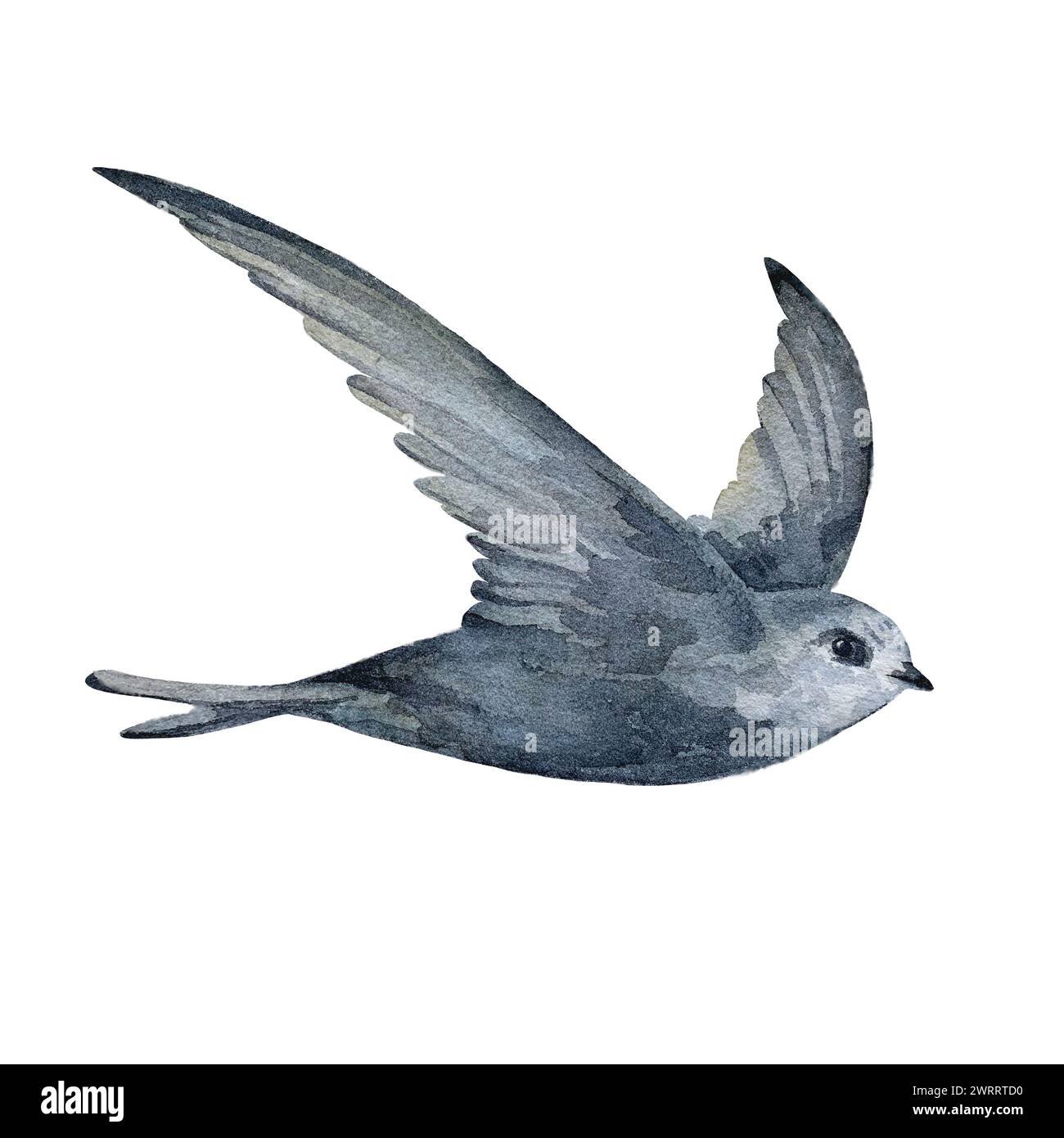 Swift bird flying isolated on white background. Hand drawn watercolor ...