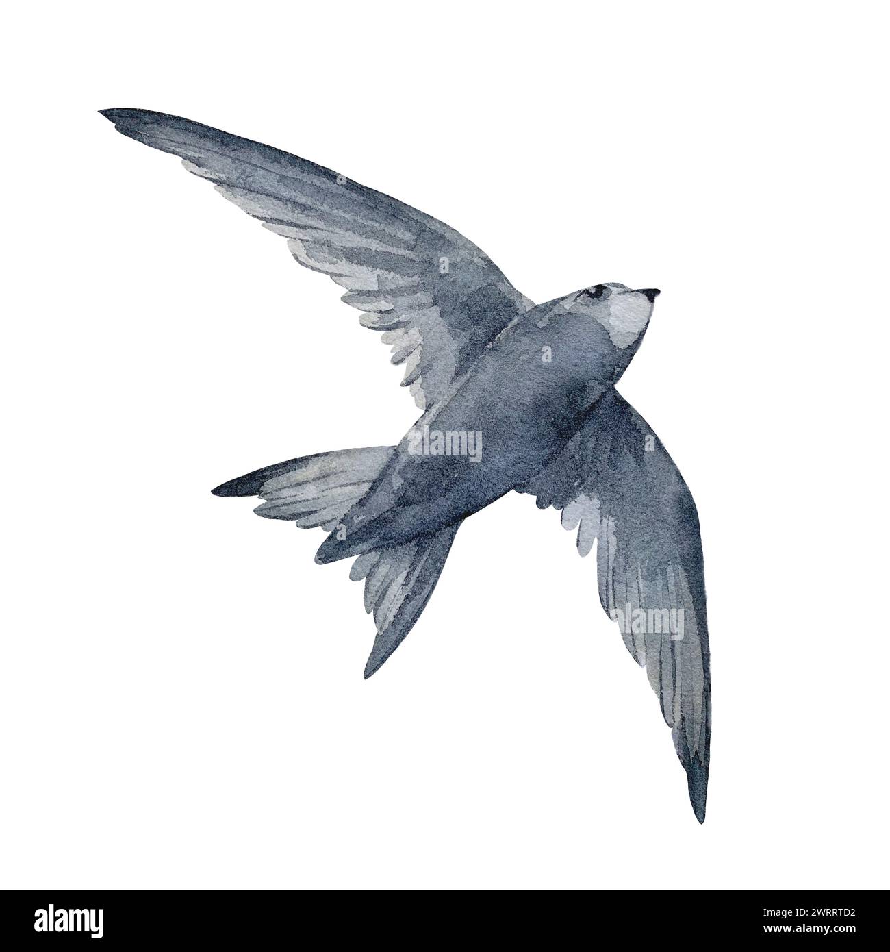 Swift bird flying isolated on white background. Hand drawn watercolor ...