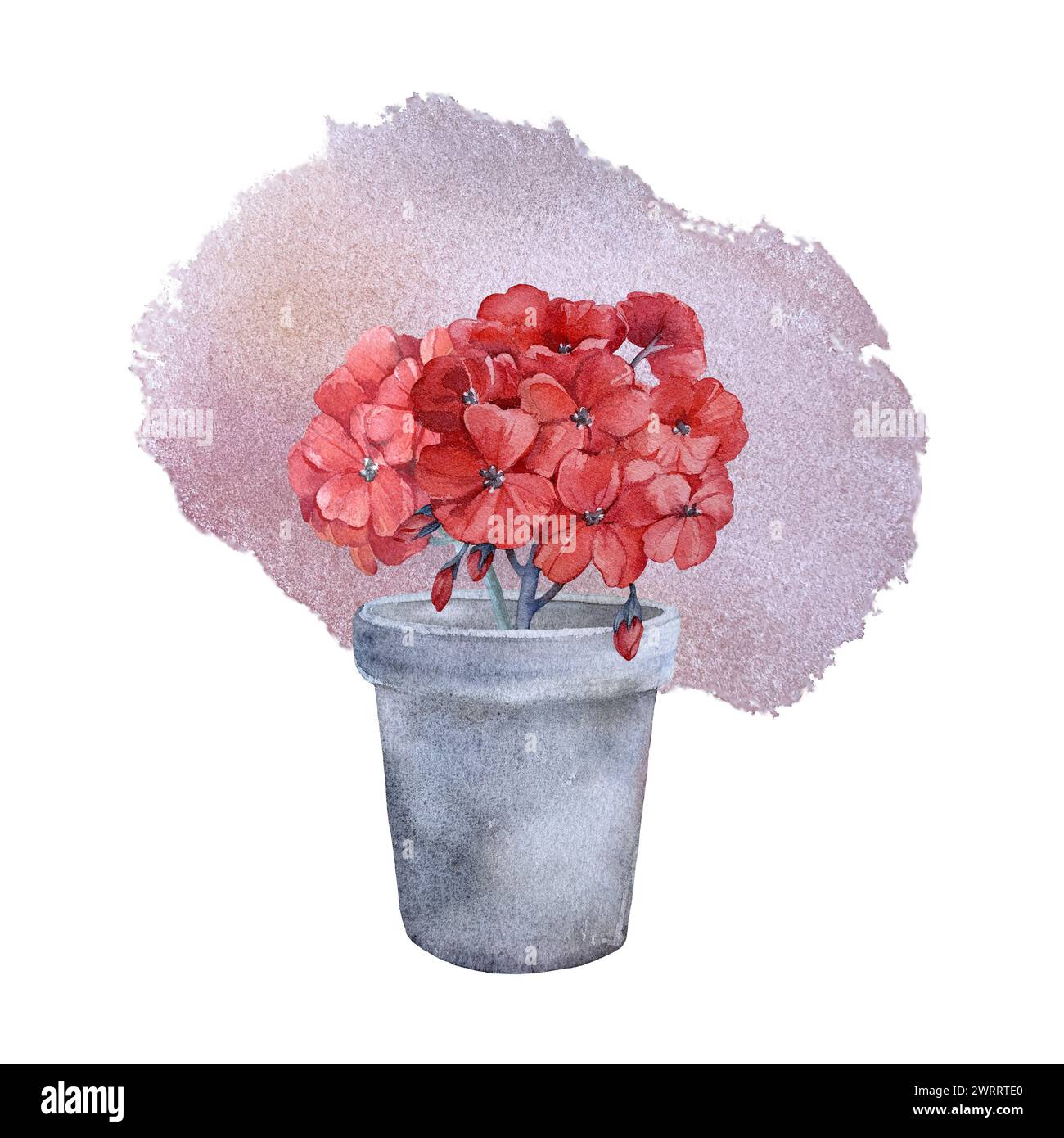 Composition - geranium in a pot. Hand drawn watercolor illustration ...