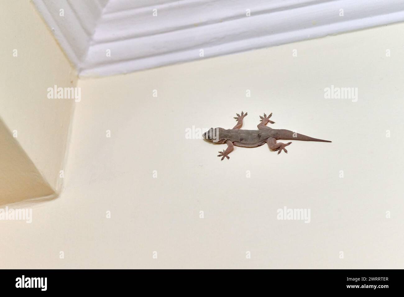 Small nimble gecko crawls on wall inside house, delicate feet of cute ...
