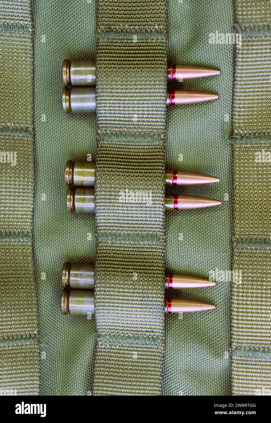 Combat cartridges are attached to tactical belts vertical stock photo ...