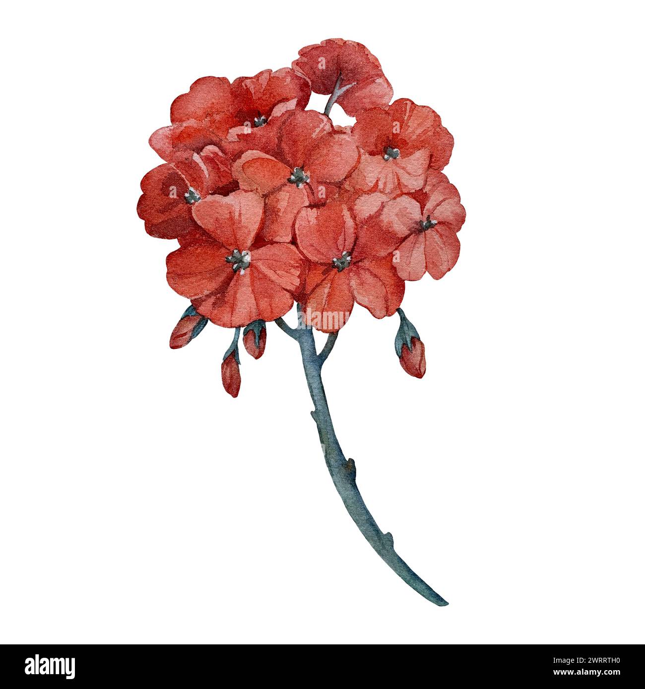 Red geranium flowers isolated on white background. Hand painted in ...