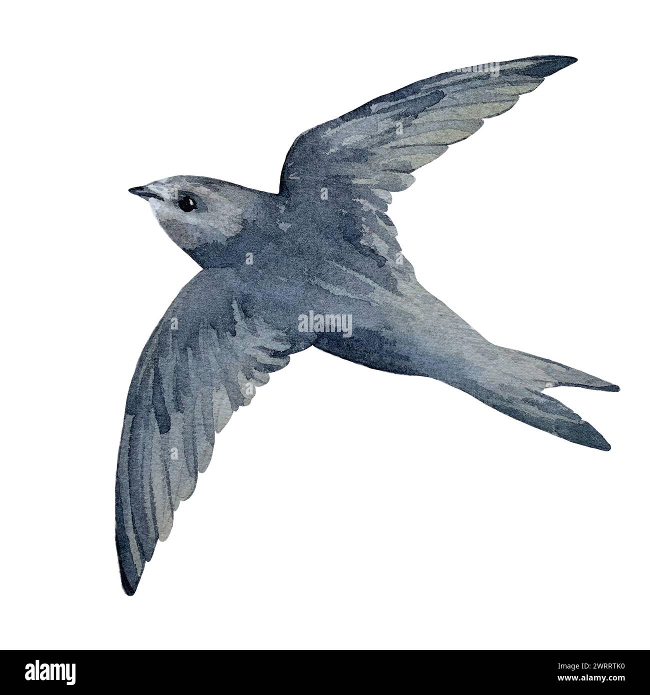Swift bird flying isolated on white background. Hand drawn watercolor ...