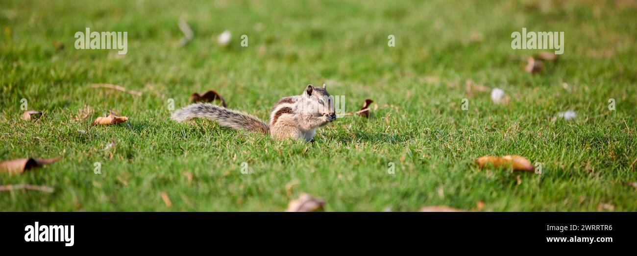 Charming little chipmunk sitting on green grass lawn and eats nuts ...