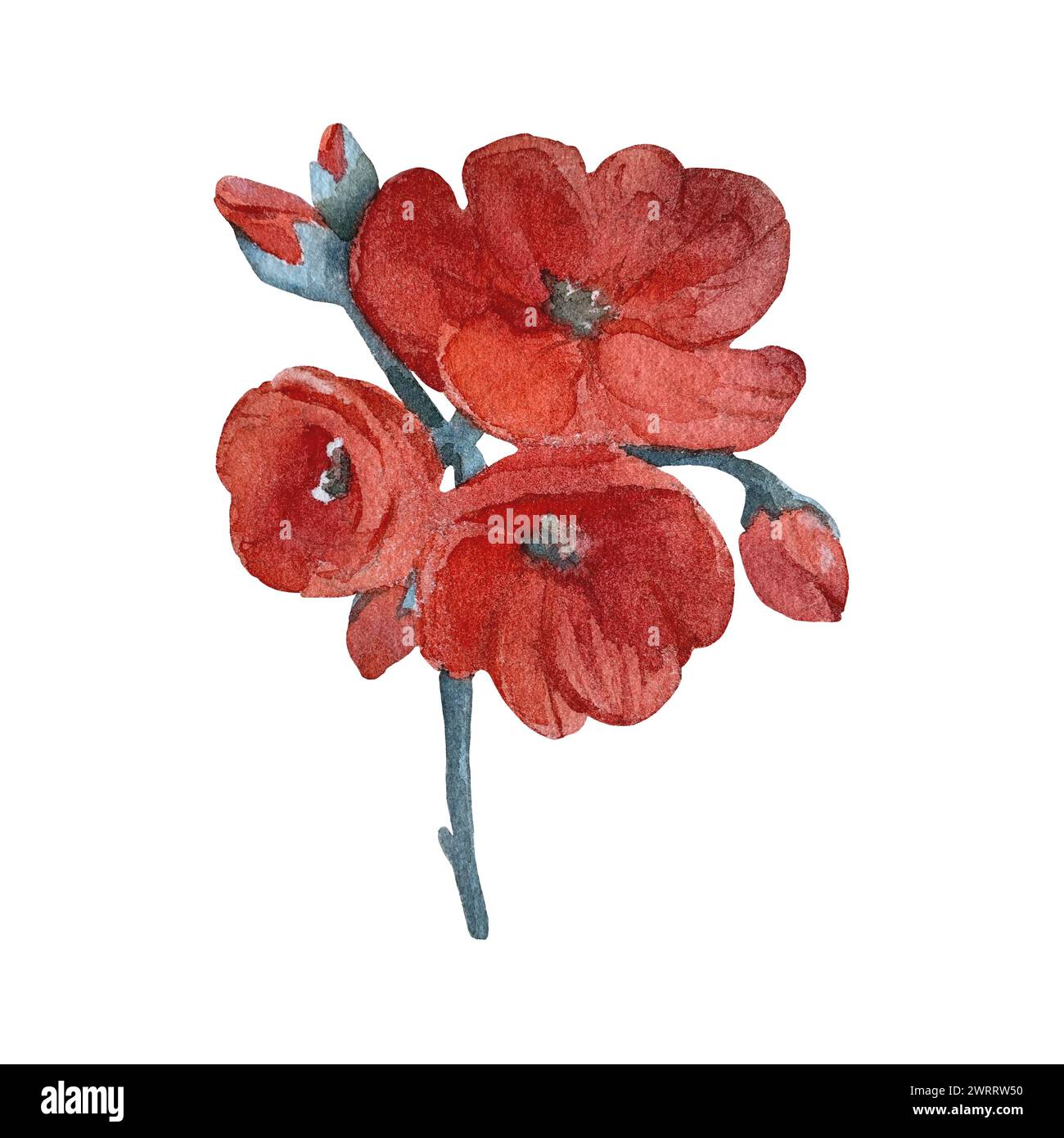 Red geranium flowers isolated on white background. Hand painted in ...