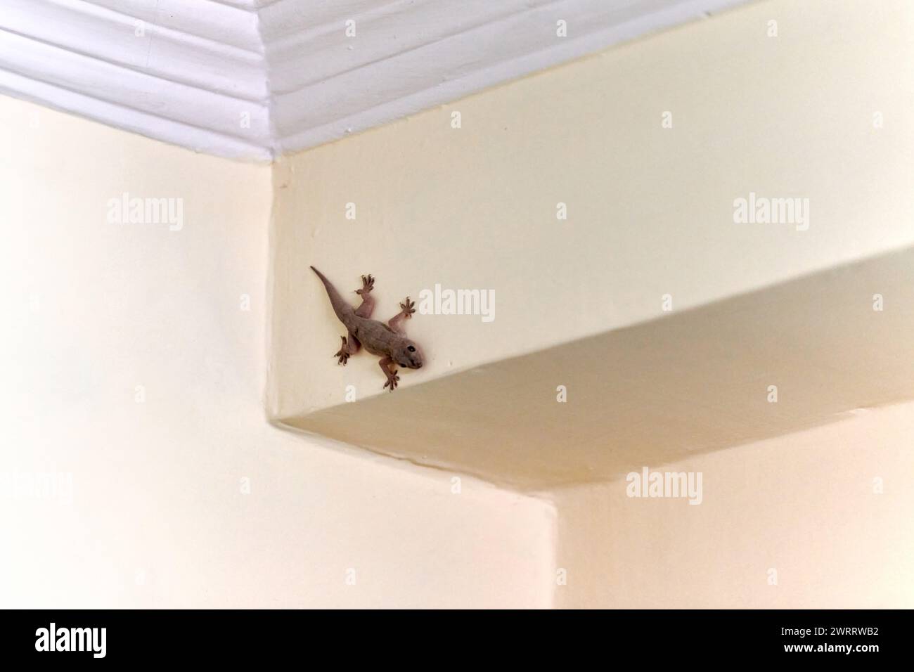 Small nimble gecko crawls on wall inside house, delicate feet of cute ...