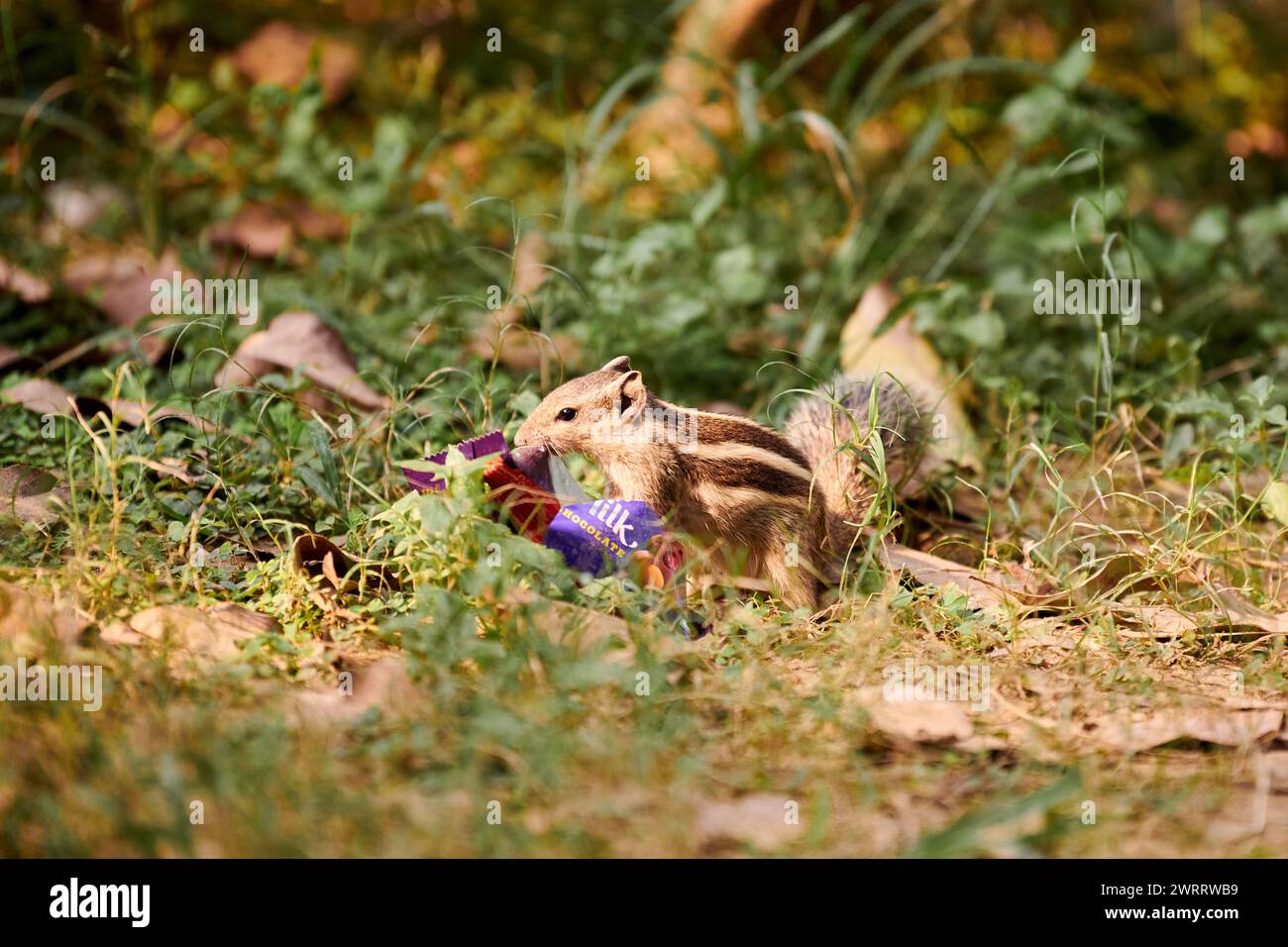 Charming little chipmunk looking for leftovers in candy bar wrapper ...