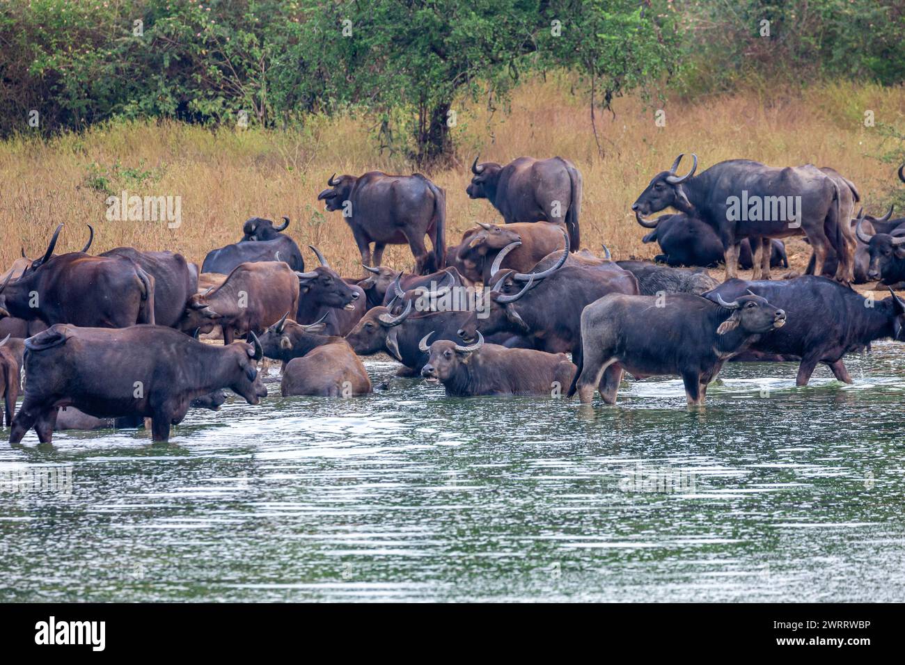 Sri Lanka, Uda Walawe National Park, Water Buffalo (Bubalus bubalis ...