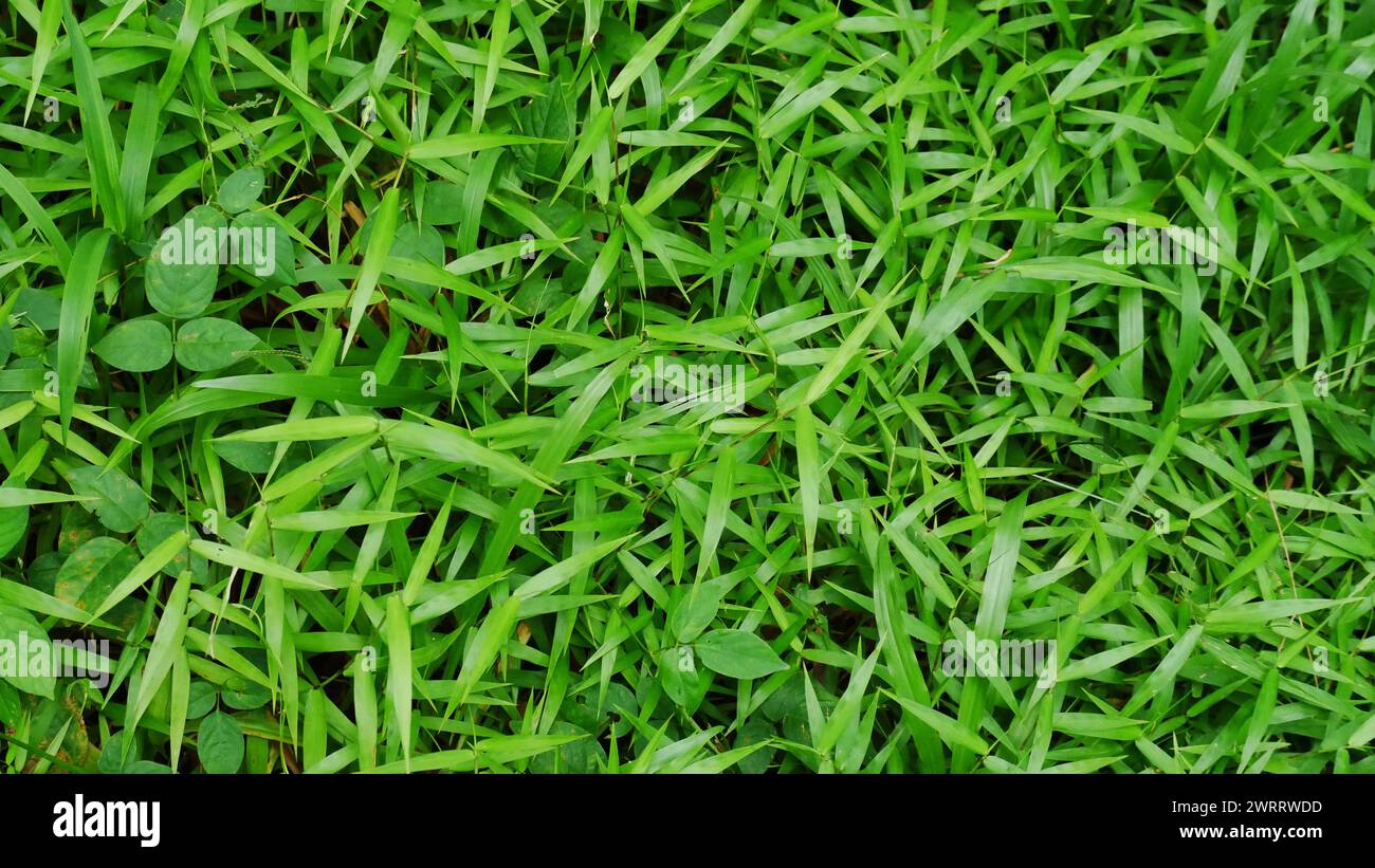 Green grass pattern textured background. Weeds Stock Photo - Alamy