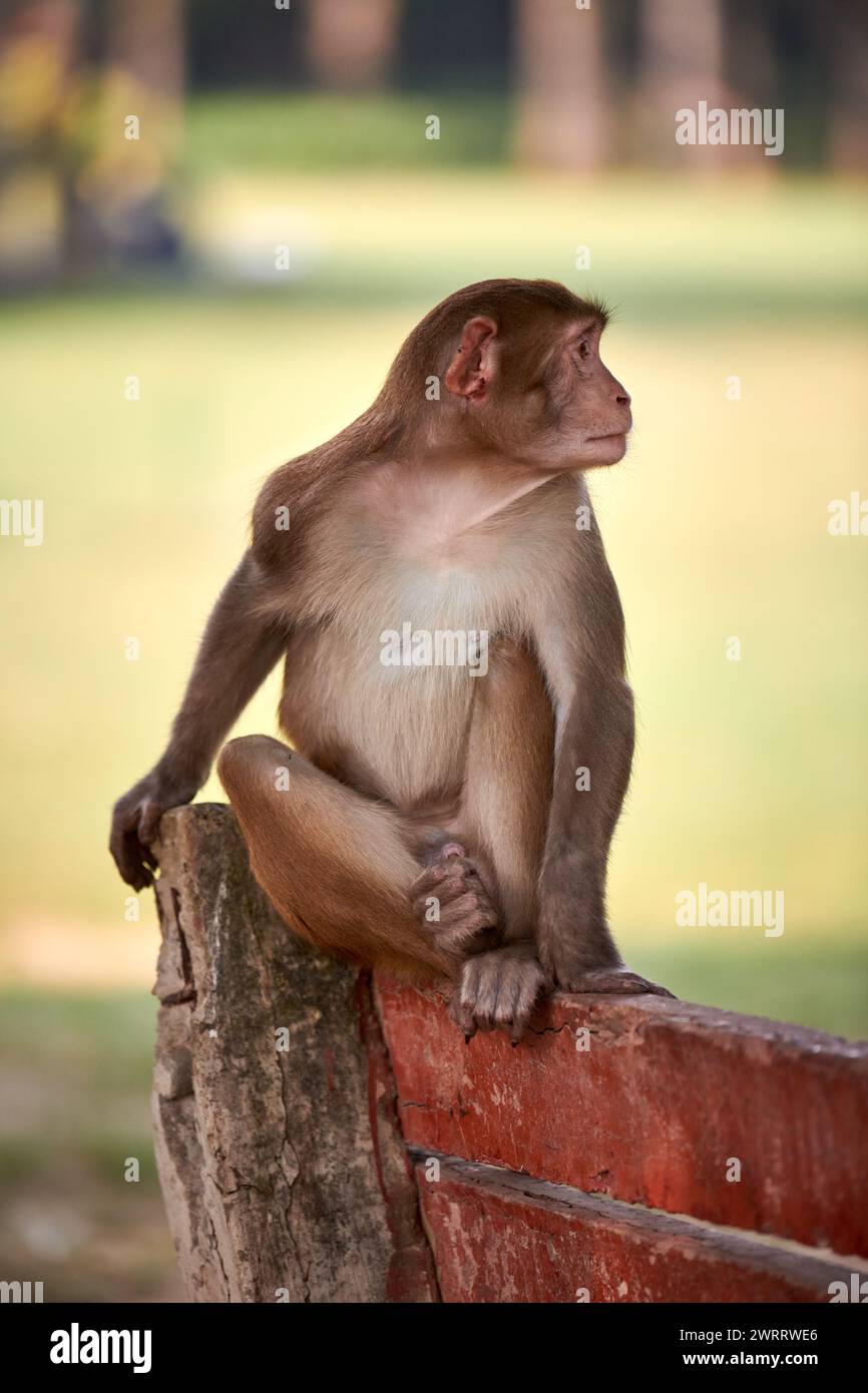 Cute little monkey sits on bench in public indian park against green ...