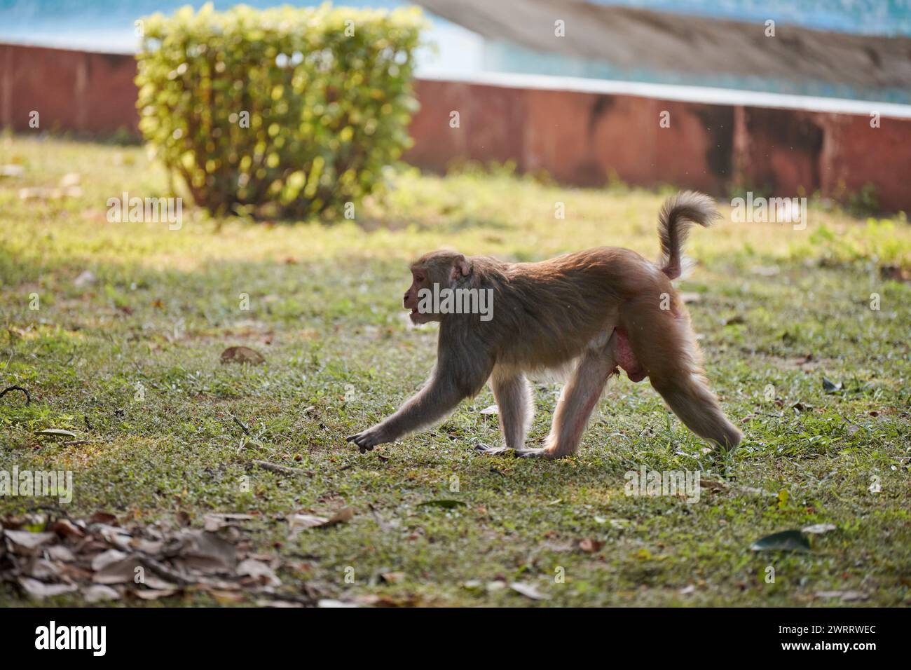 Cute little monkey walks on green lawn in Indian public park evoking ...