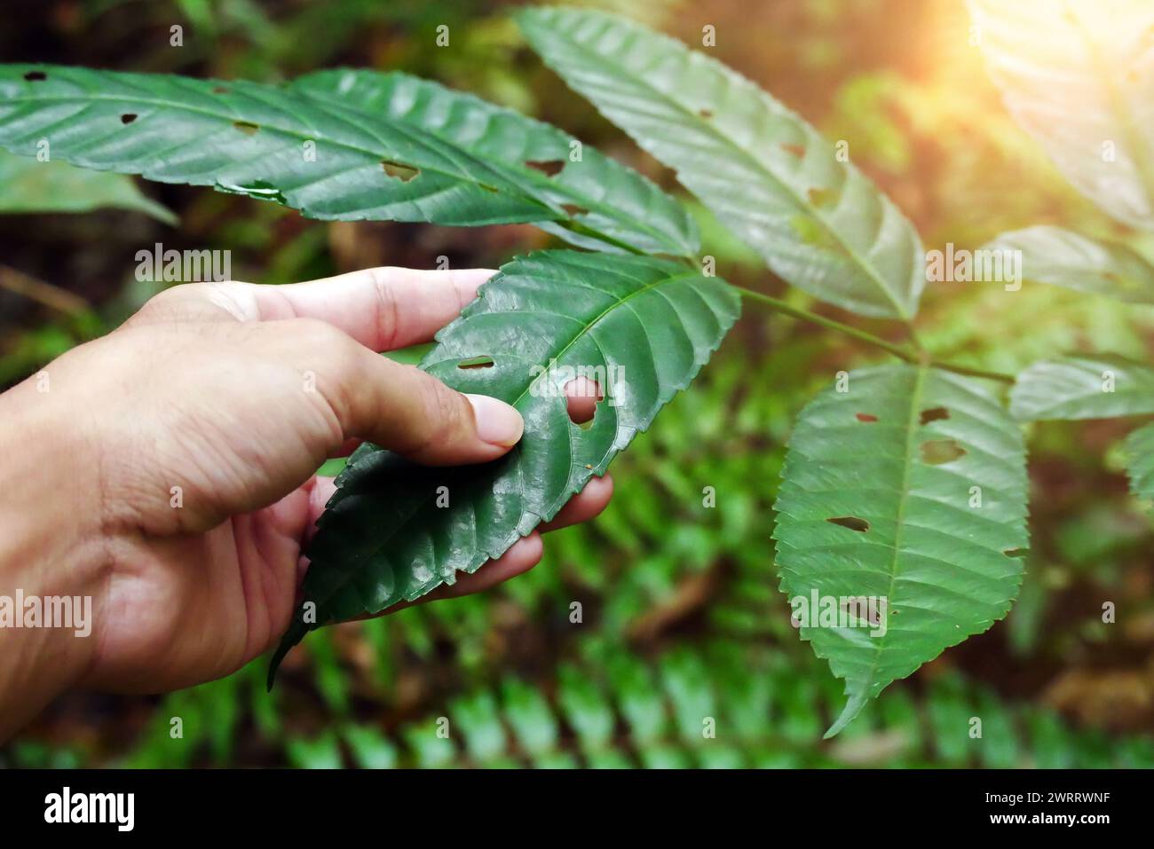 Leafy wanderlust hi-res stock photography and images - Alamy