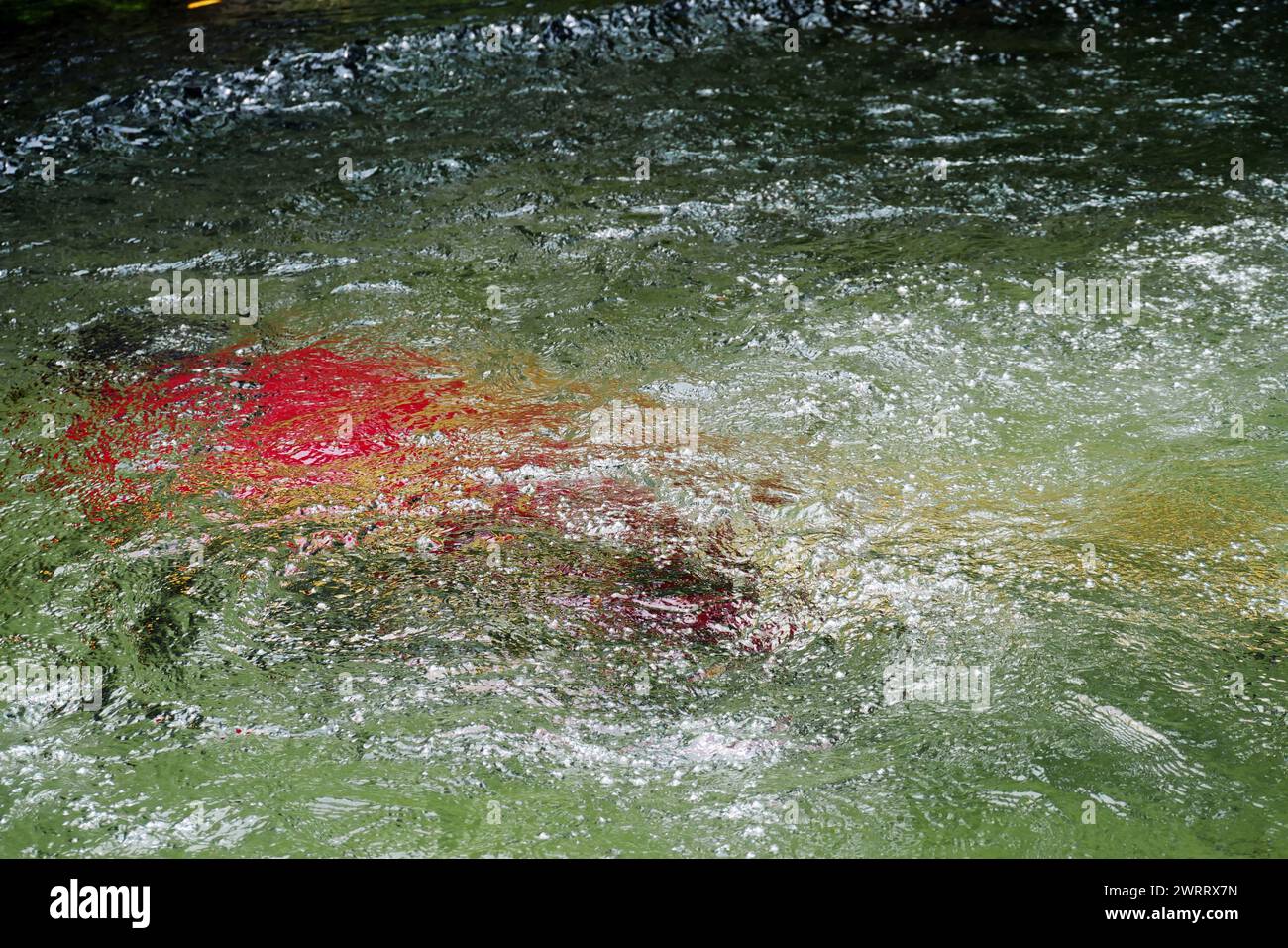 River rejuvenation activity hi-res stock photography and images - Alamy
