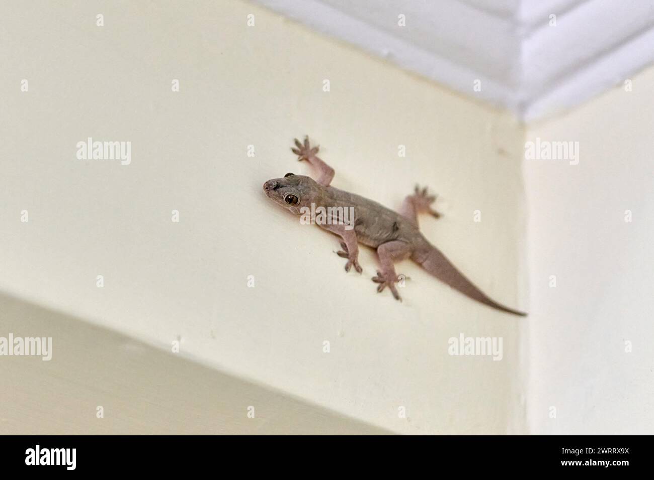 Small nimble gecko crawls on wall inside house, delicate feet of cute ...