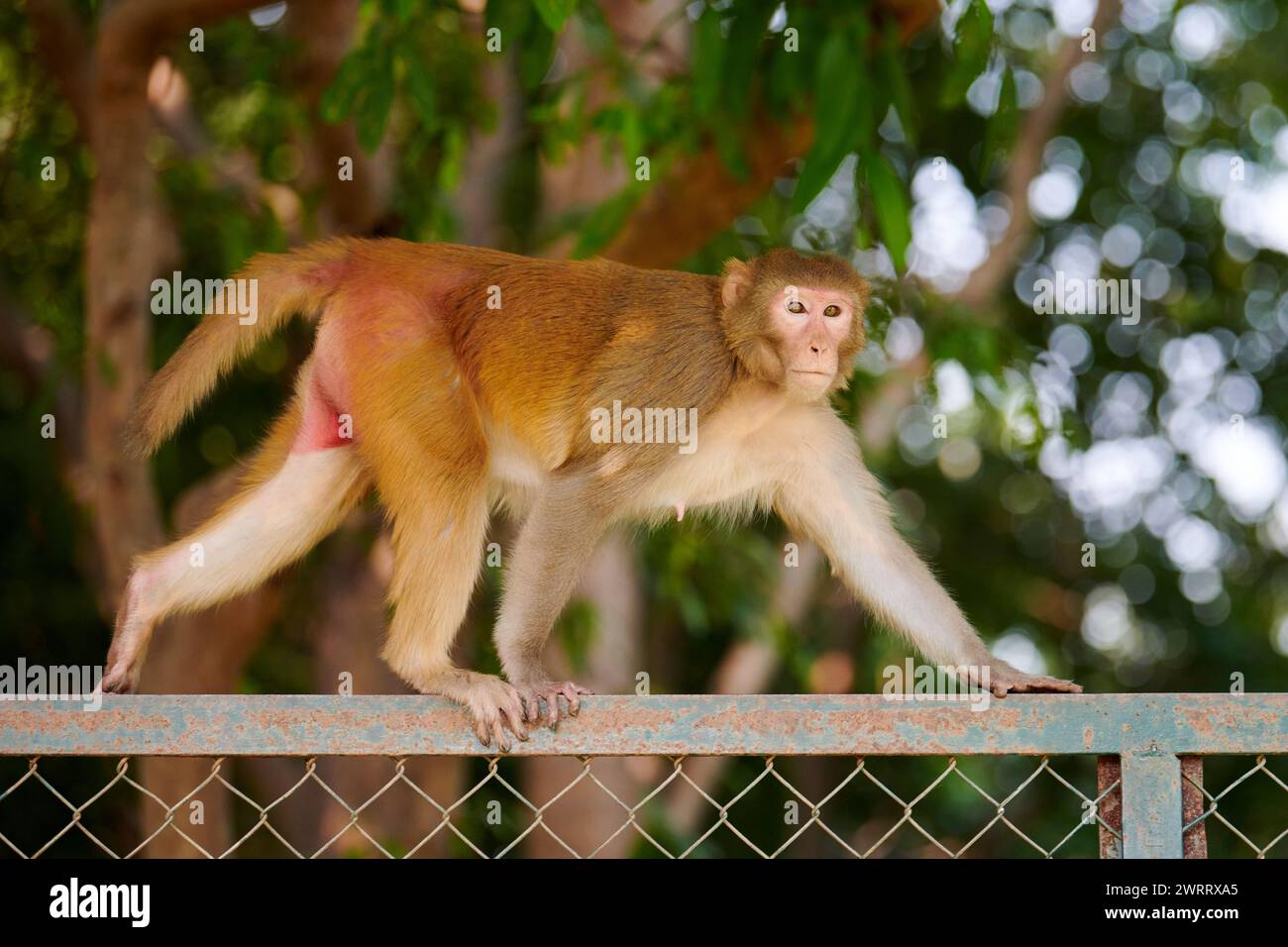 Cute little monkey walking on fence in Indian public park against green ...