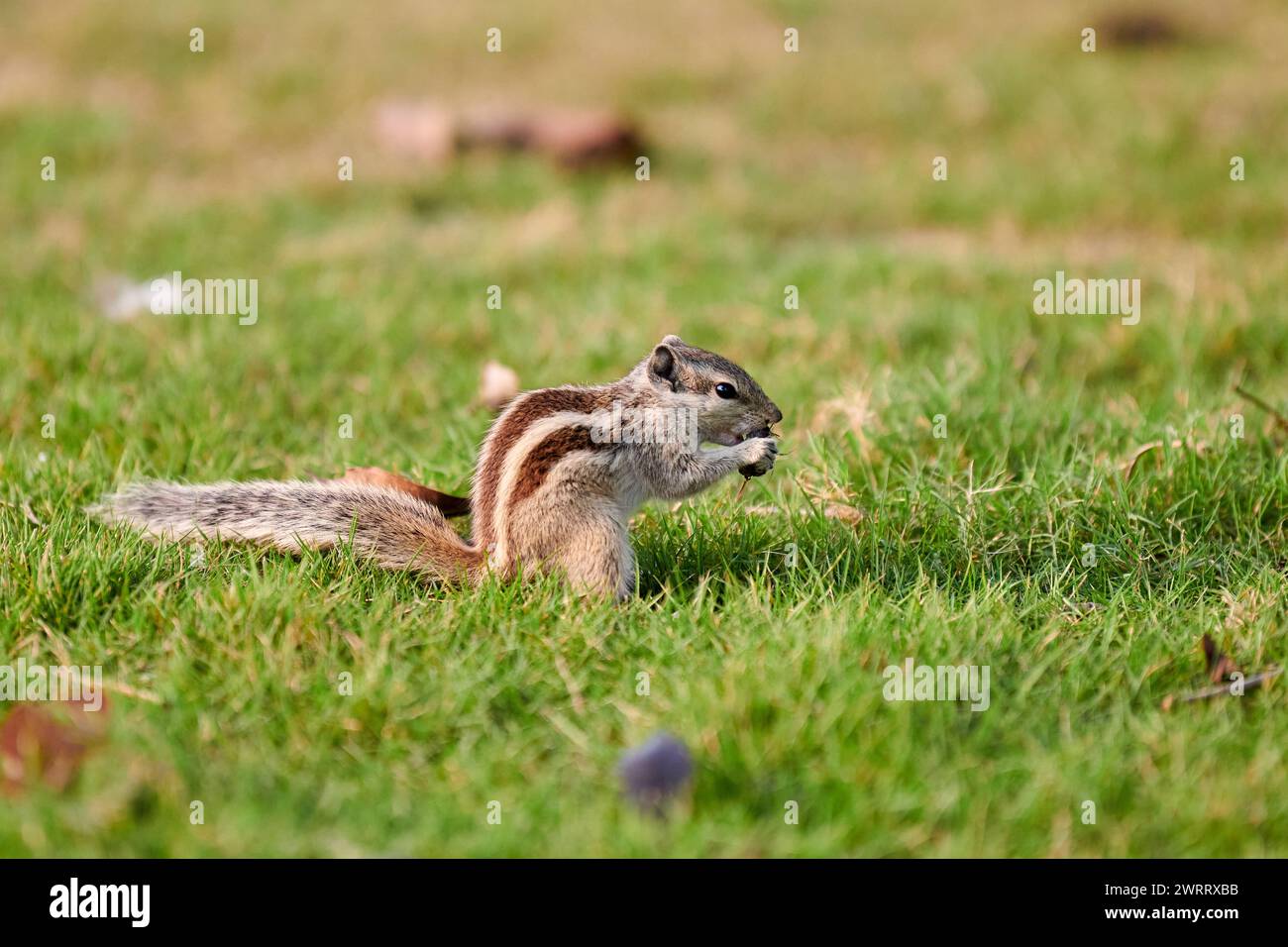 Charming little chipmunk sitting on green grass lawn and eats nuts ...